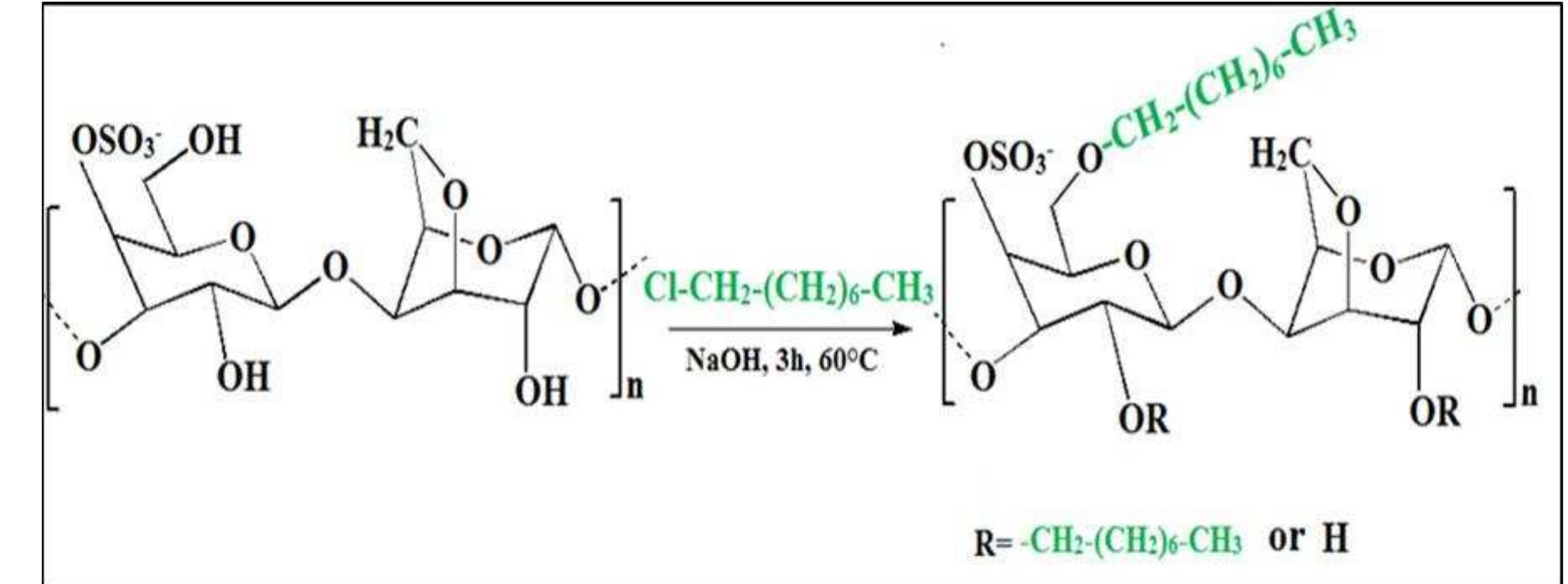The alkylation reaction of kappa carrageenan with 1-octyl