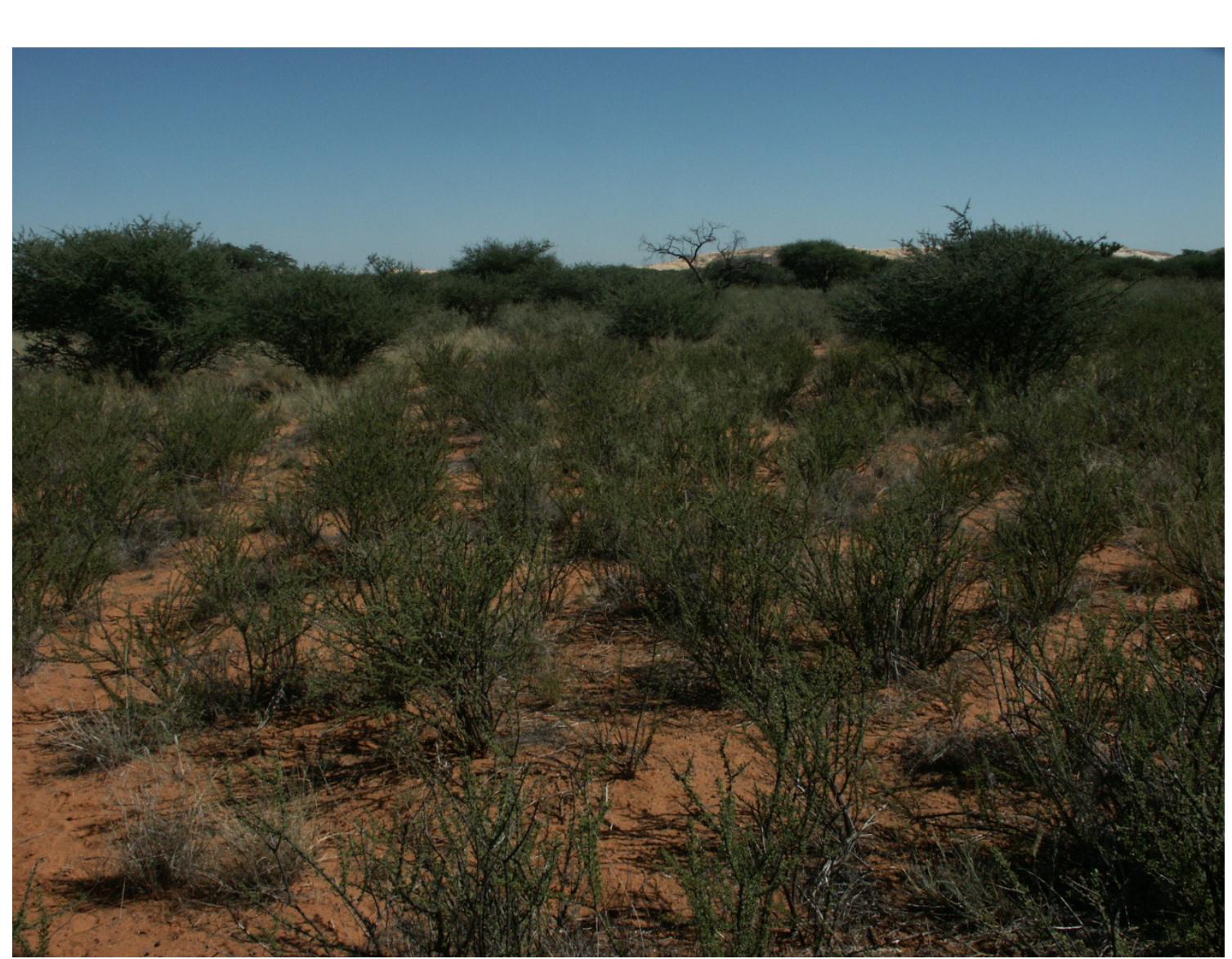 8 acacia mellifera — rhigozum trichotomum — eragrostis