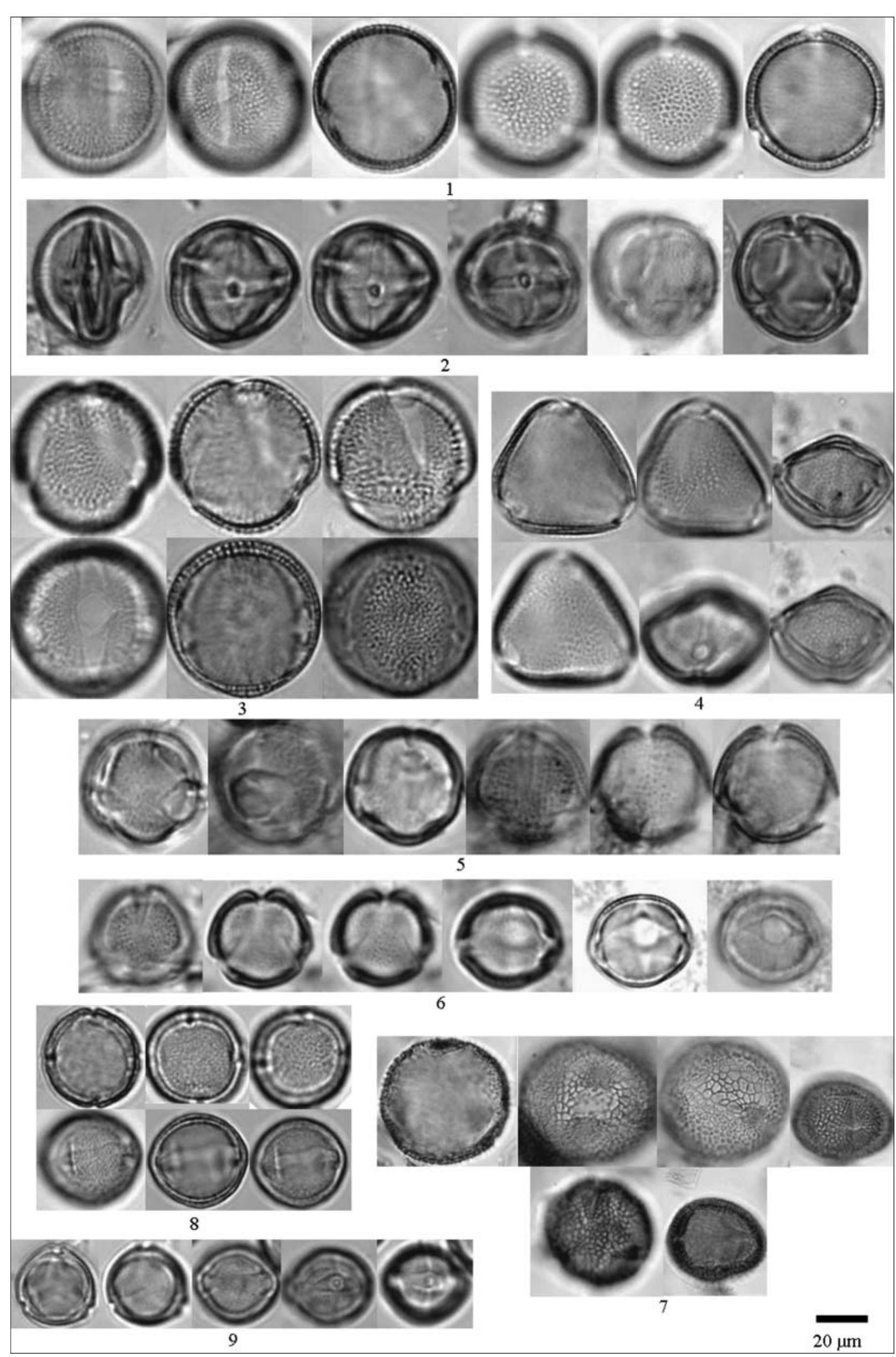 Plate 16. photographs of pollen grains collected primarily