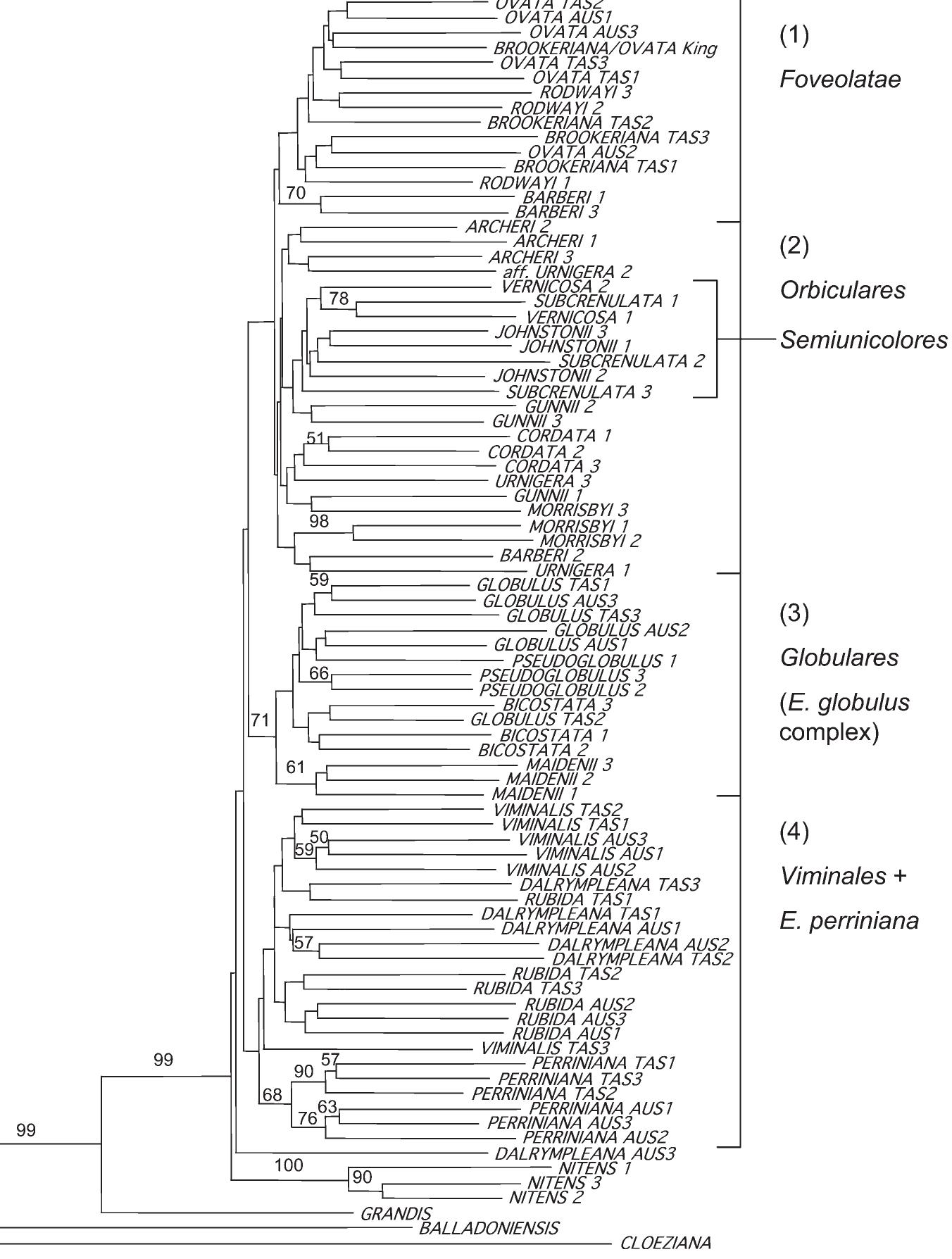 Neighbor-joining tree of maidenaria species with additional