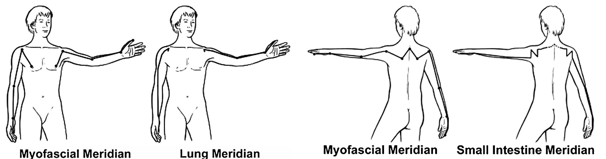 Figure 8 - from Myofascial Meridians as Anatomical Evidence