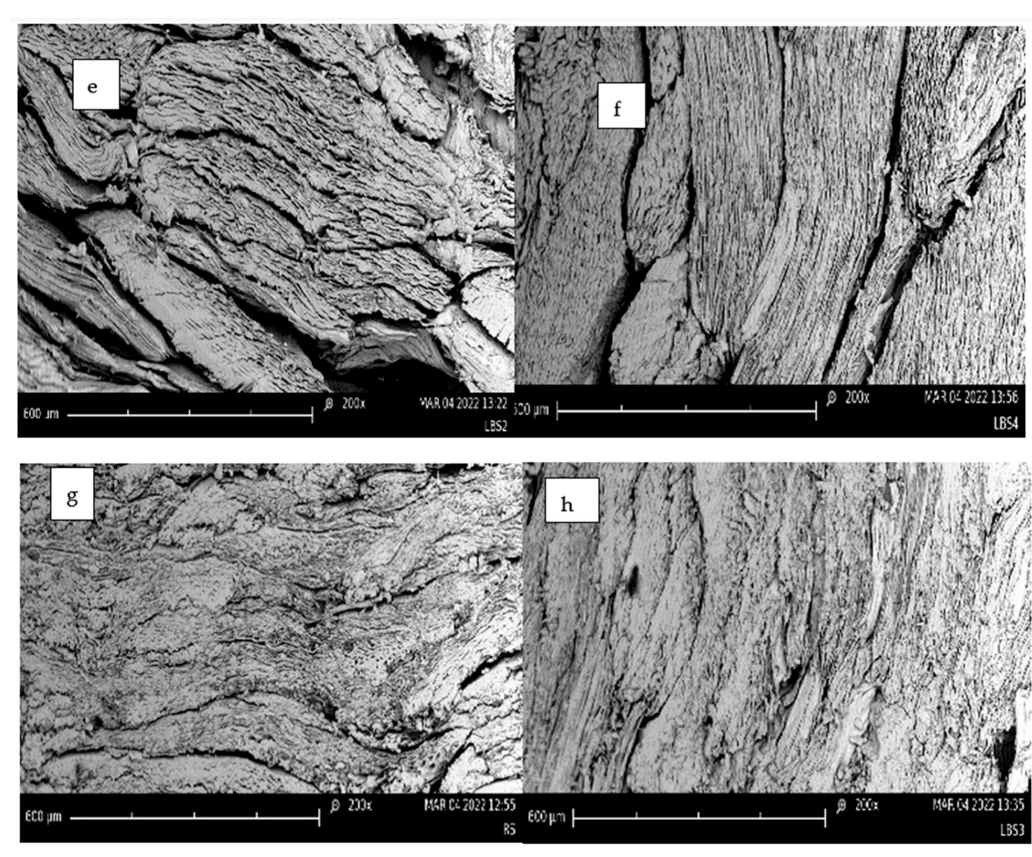 Scanning electron microscope images of the longitudinal