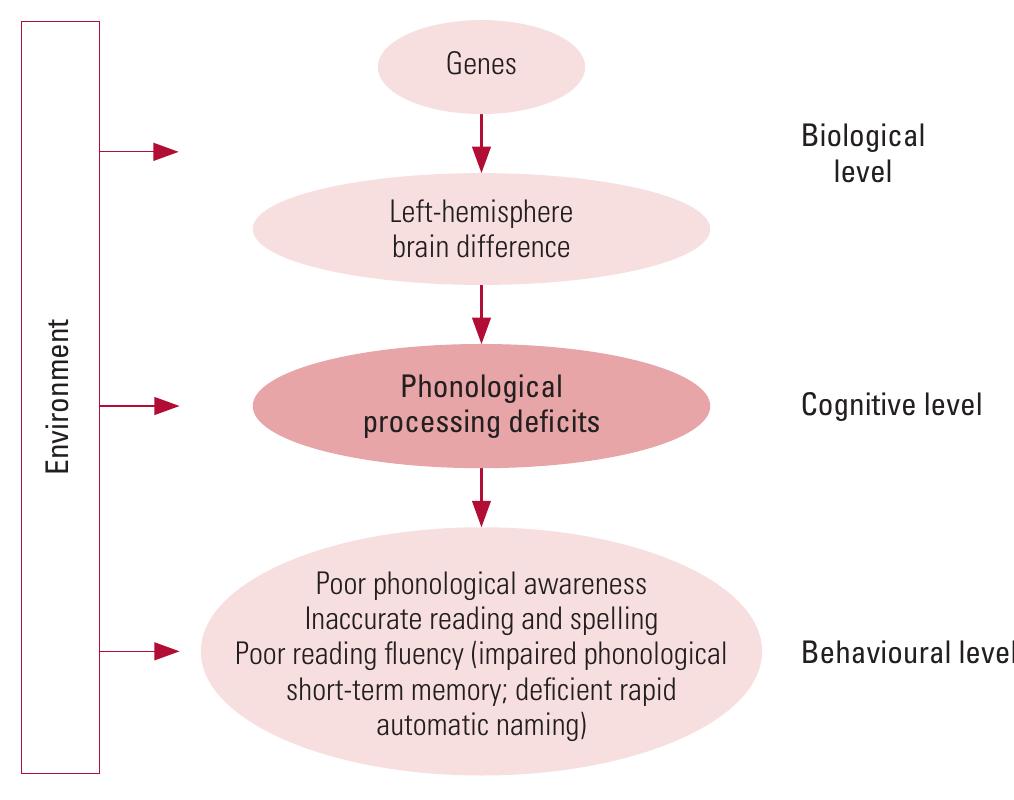 Figure 4 - Developmental dyslexia: an overview
