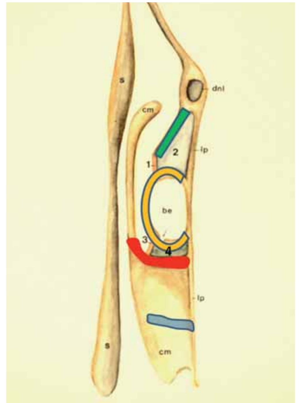 Schematic drawing in the axial plane through the frontal