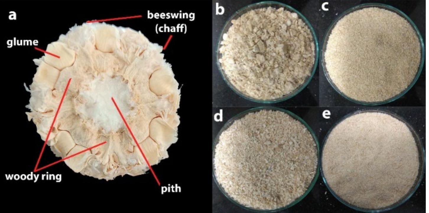 Corncob cross-sectional anatomy and the samples prepared.