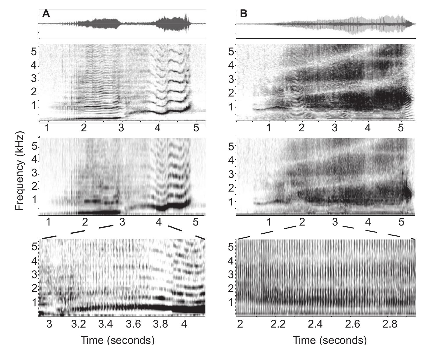 Two different examples of a humpback song unit comprised of