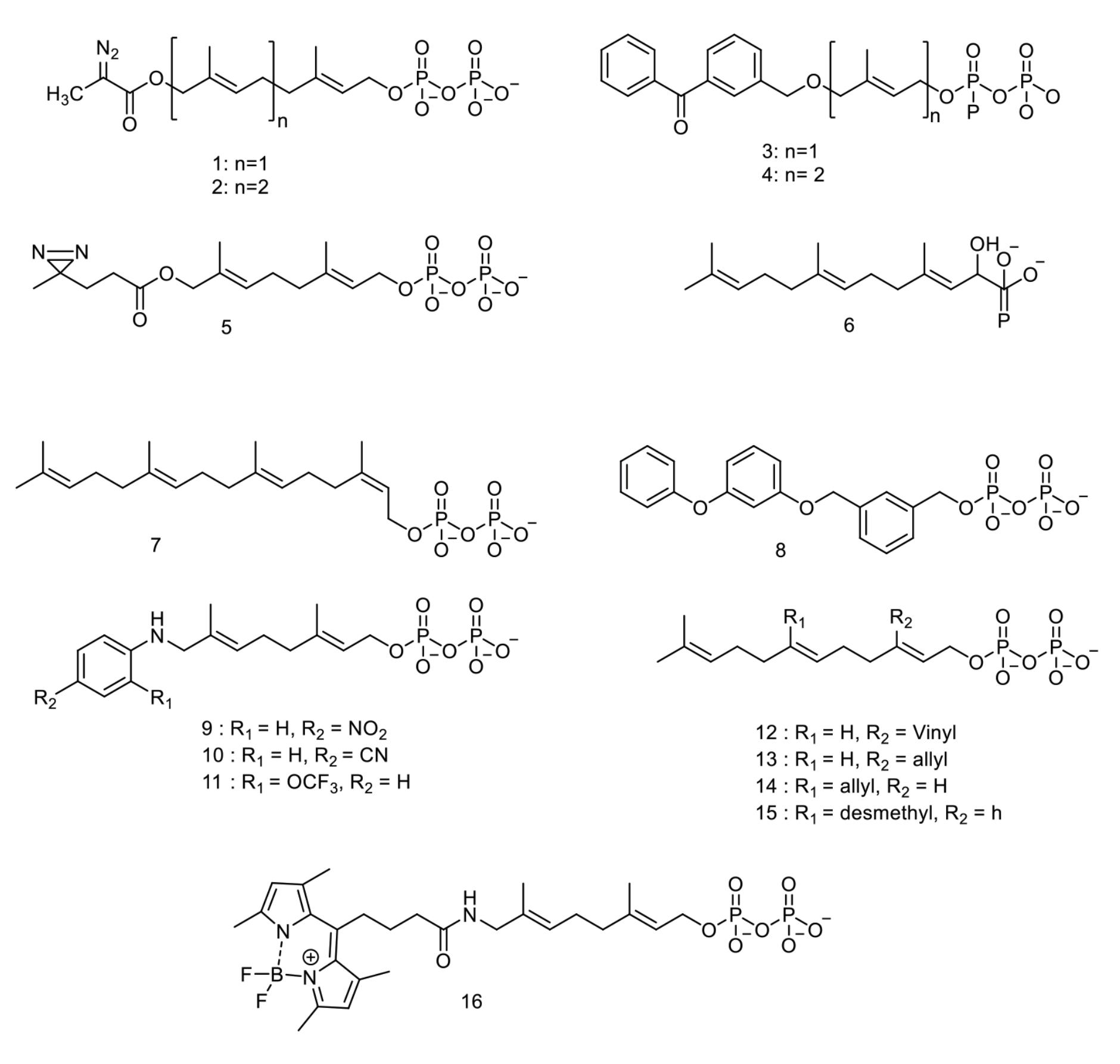 A © pies be structures of isoprenoid analogs used to study