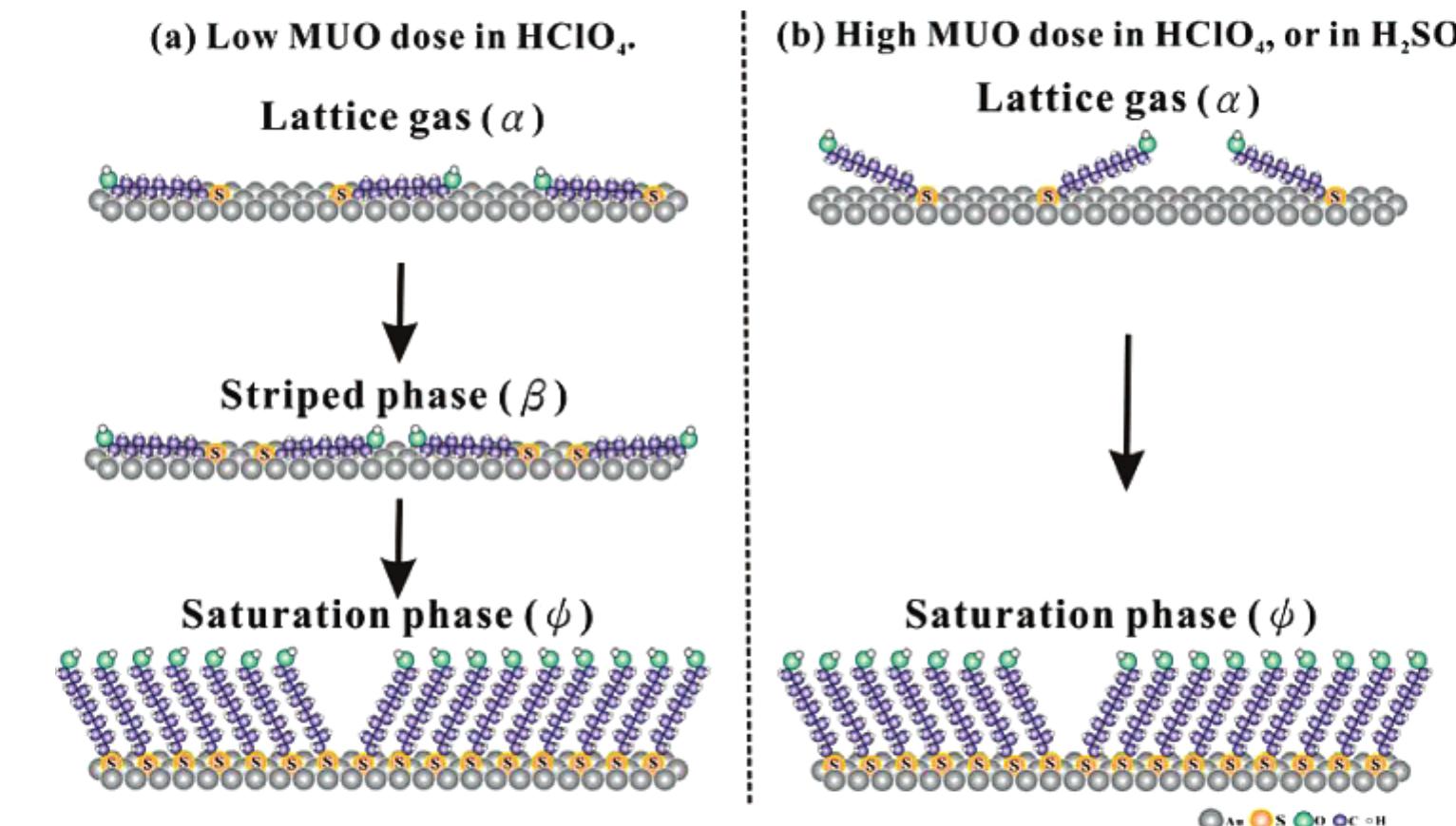 Schematic model illustrating the phase evolution of muo