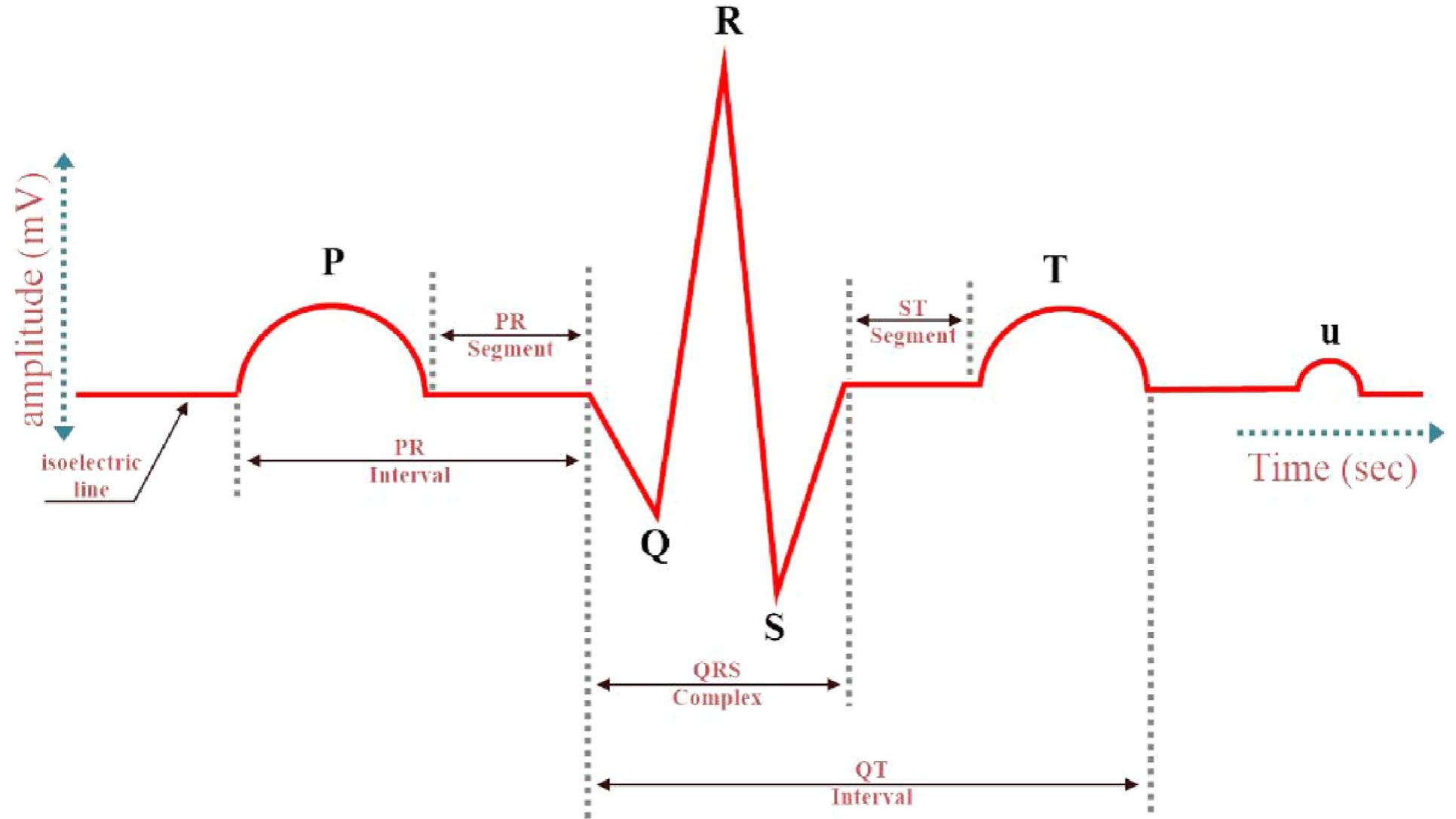 A single cardiac cycle of the ecg signal [1].