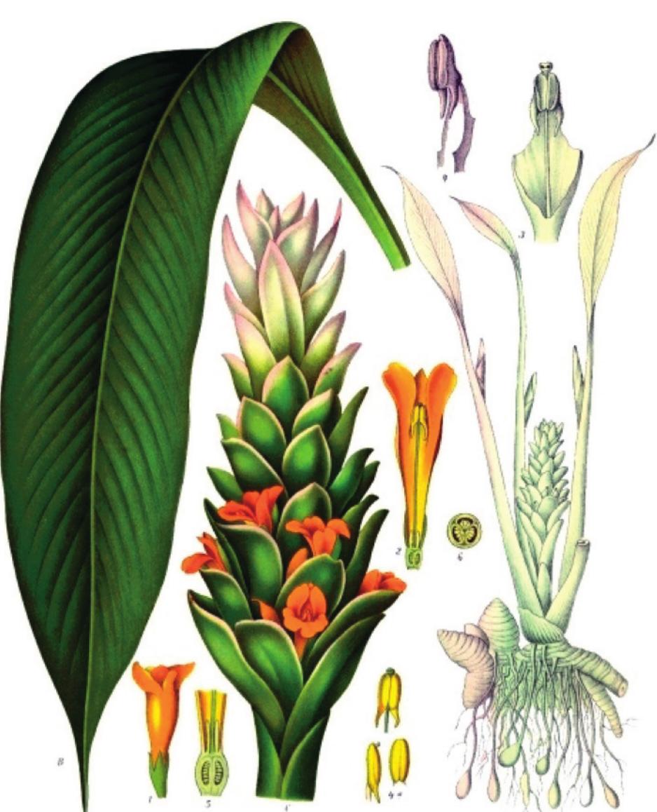 Curcuma longa (from koehler’s medicinal-plants).