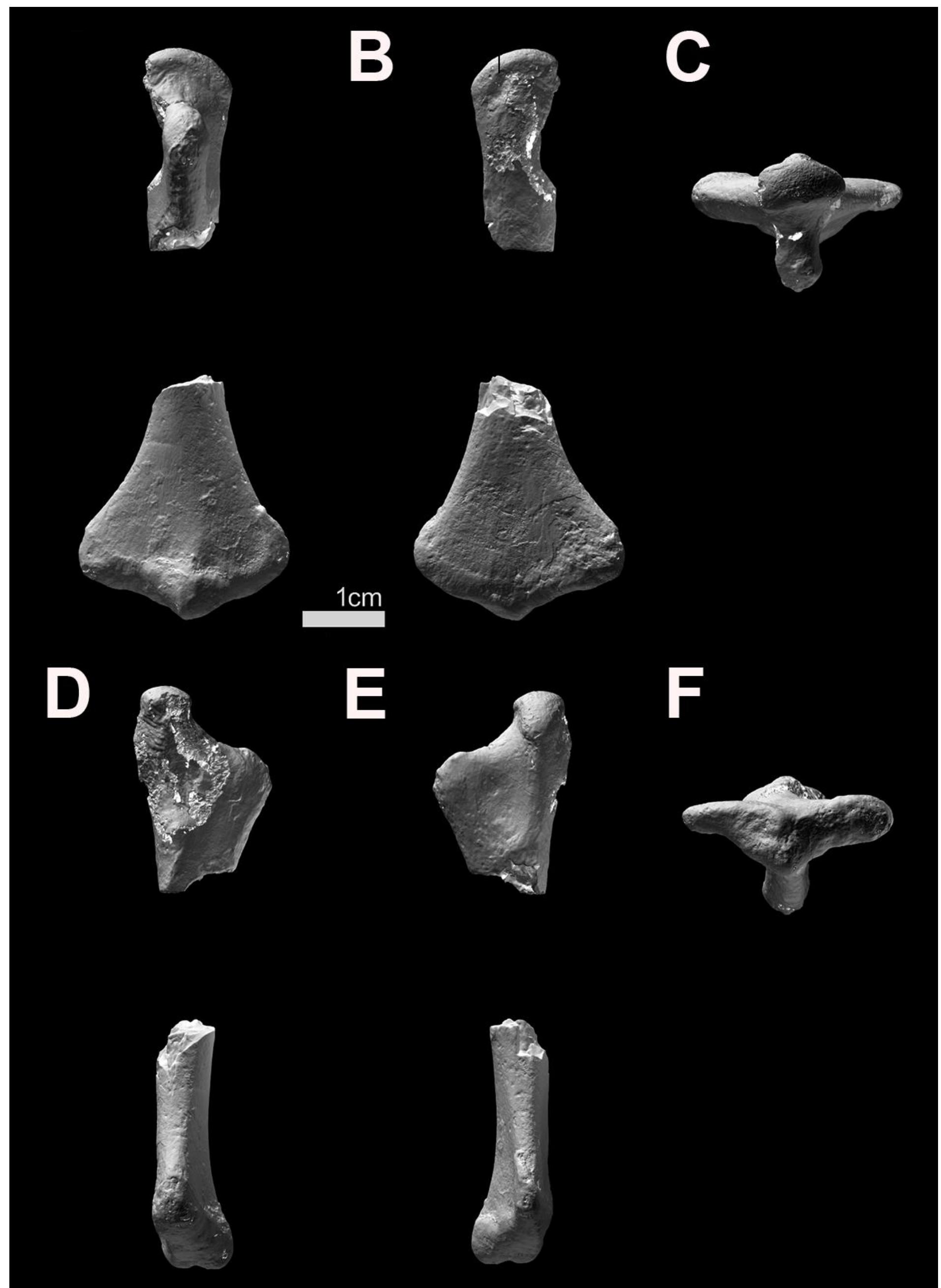 Figure 17 - Anatomy, taxonomy, ontogeny and phylogeny of