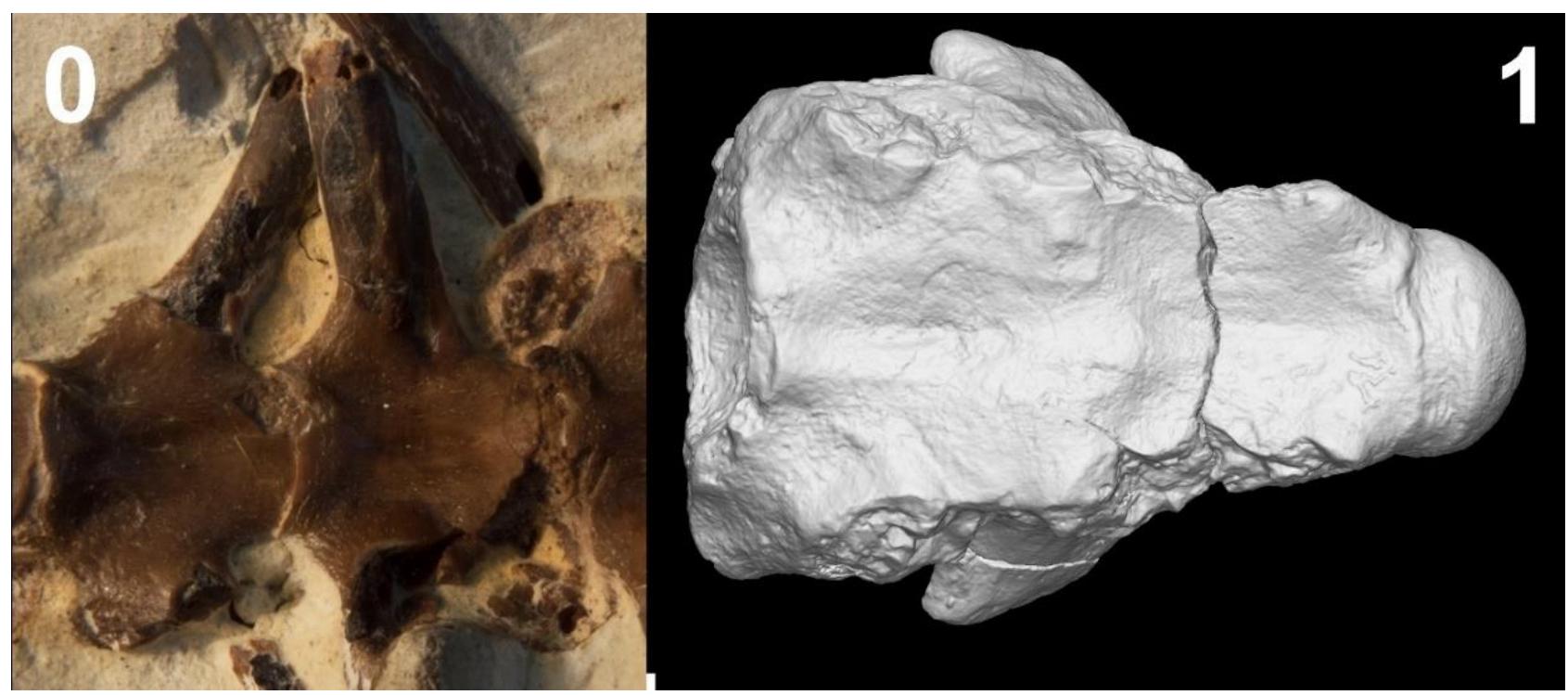 Crassidens); (1) posterior base larger than anterior one