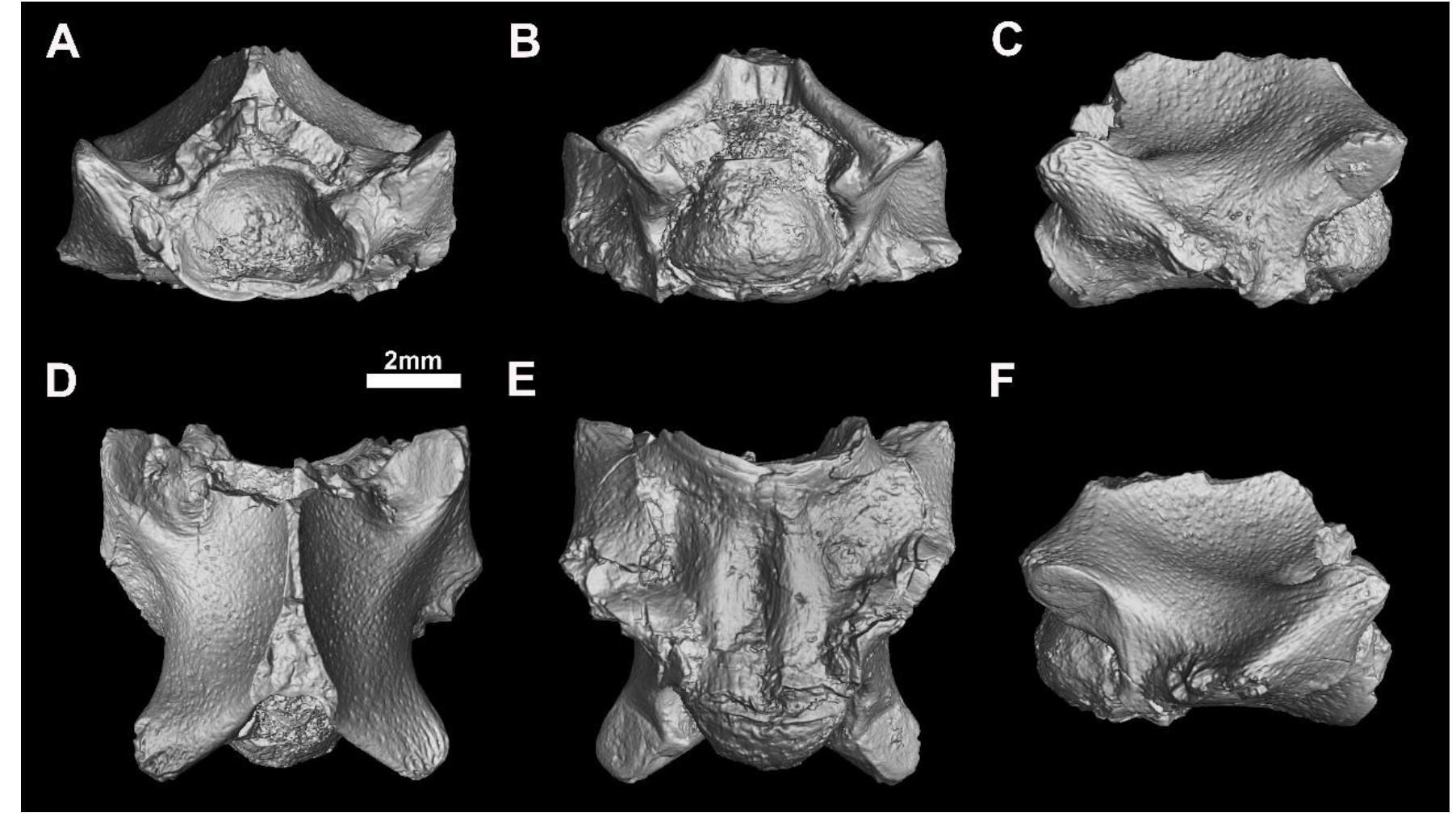 7 — coniasaur (smu-72396) pygal vertebra. a) anterior view;