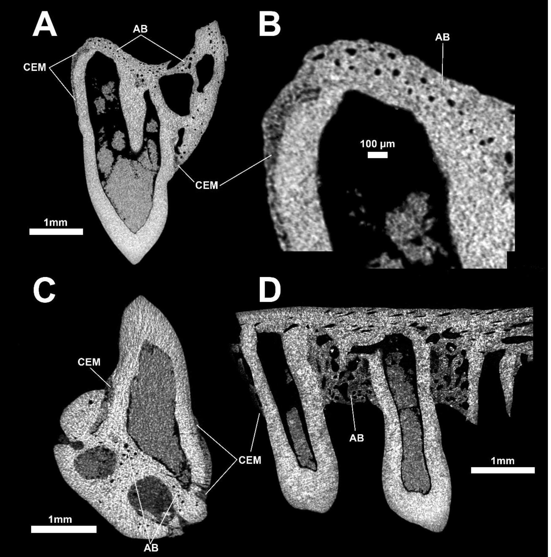 Figure 54 - Anatomy, taxonomy, ontogeny and phylogeny of