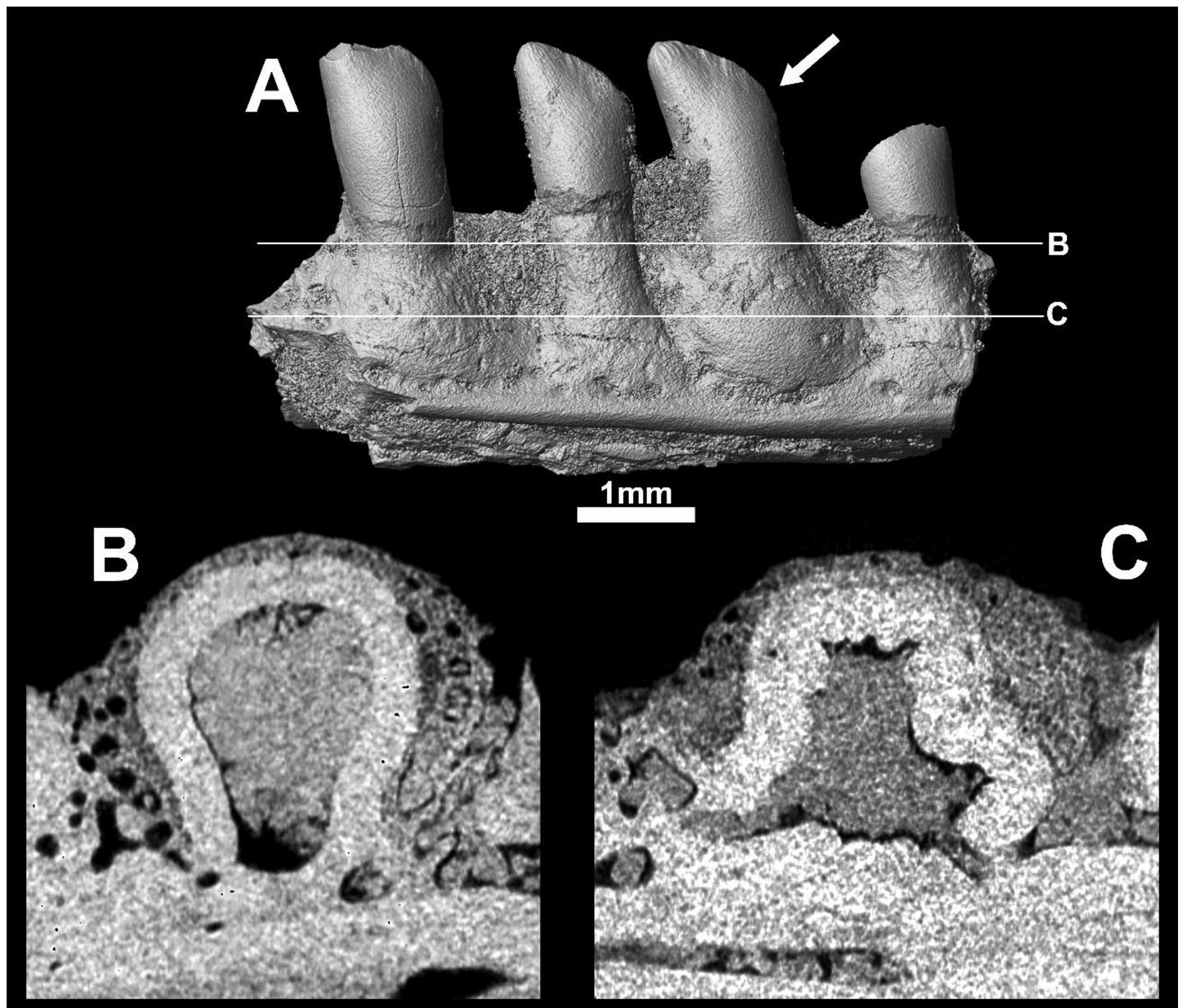 Which cross sections were taken, and lines indicate the