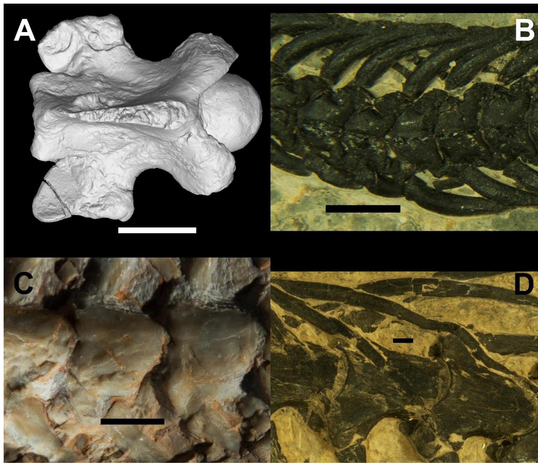 Figure 70 - Anatomy, taxonomy, ontogeny and phylogeny of