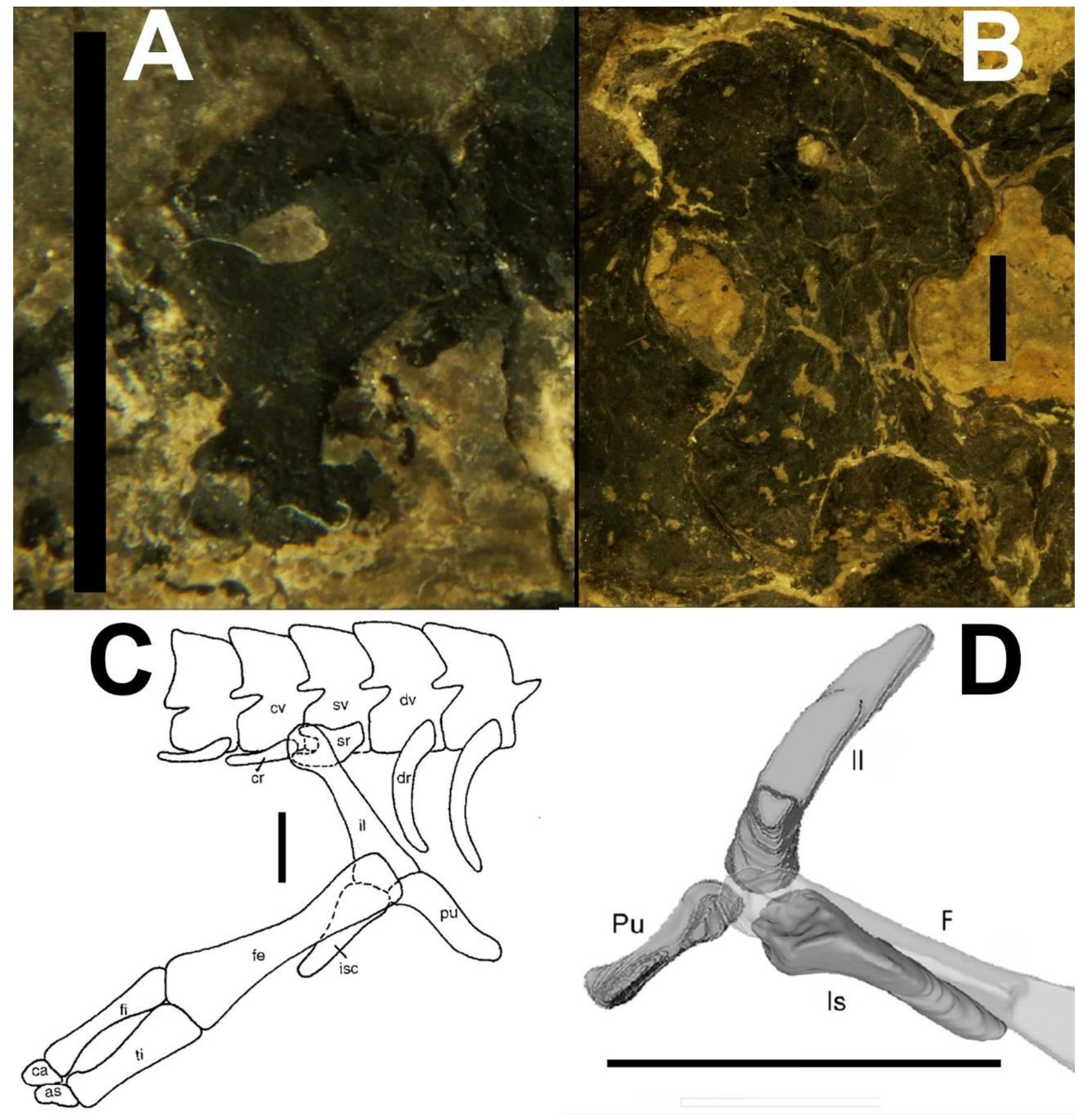 Figure 74 - Anatomy, taxonomy, ontogeny and phylogeny of