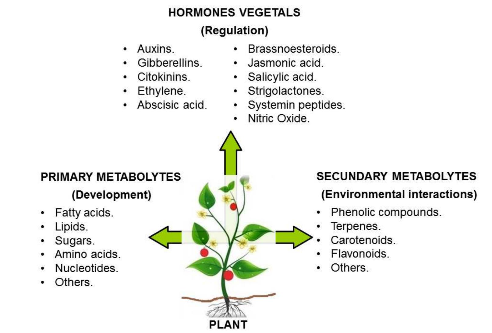 Illustration of main primary metabolites, secondary
