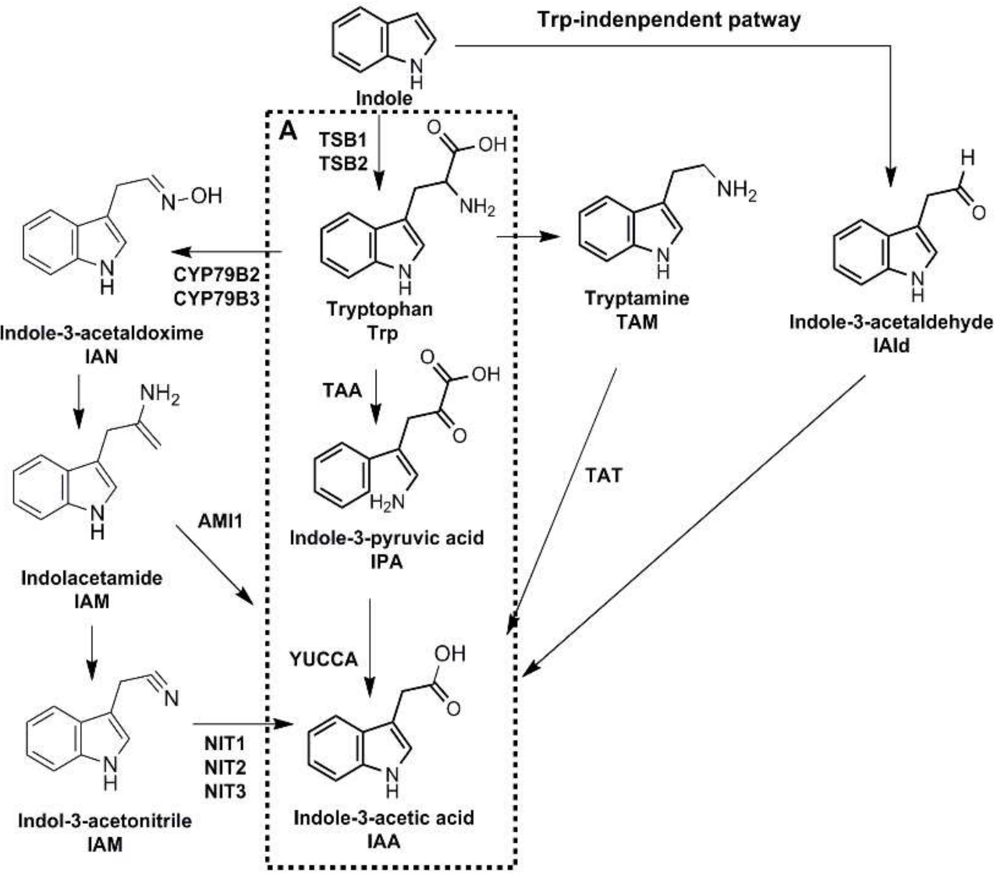 Various pathways for biosynthesis of iaa in plants and