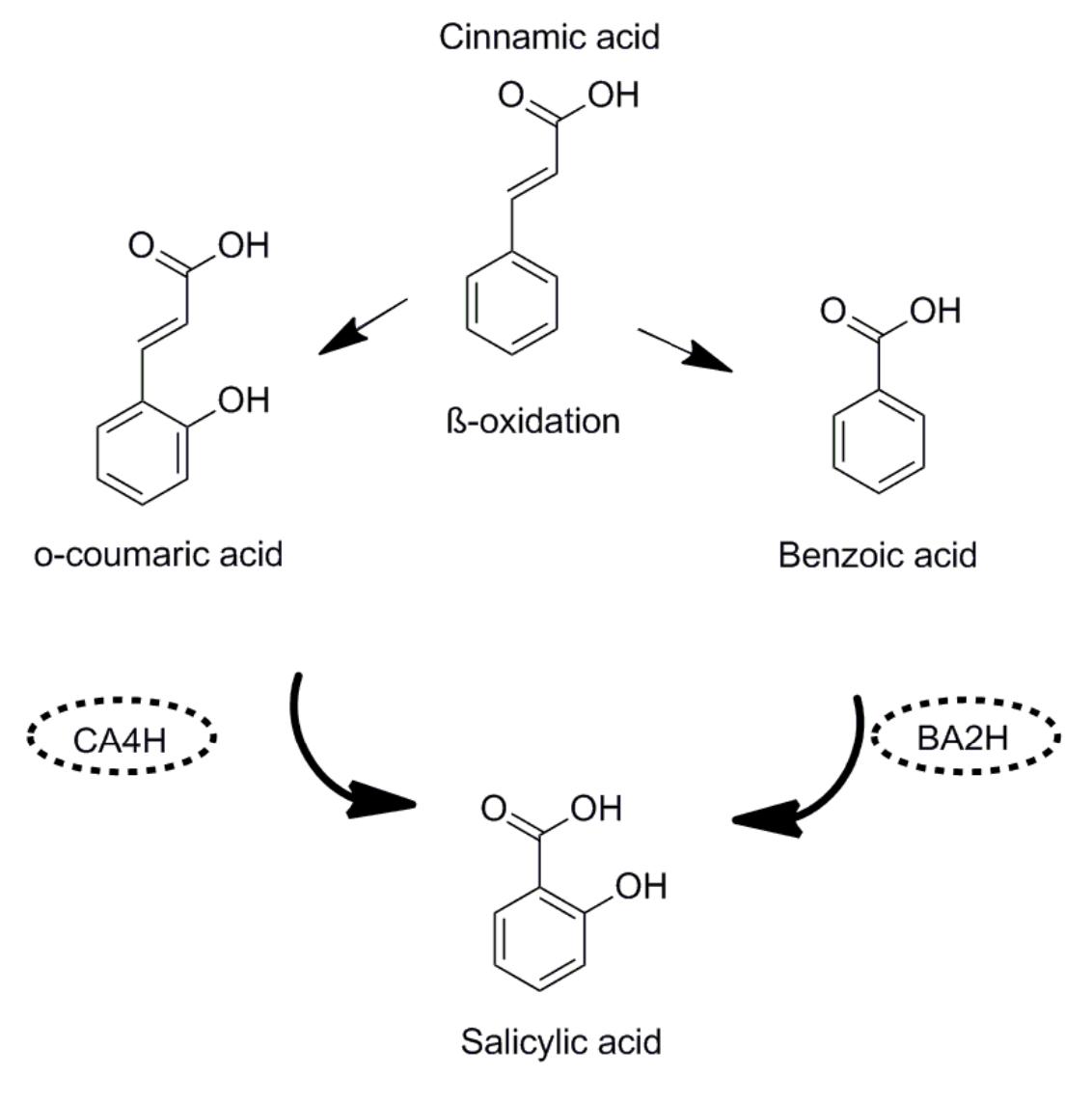 Scheme of slac biosynthesis pathway.