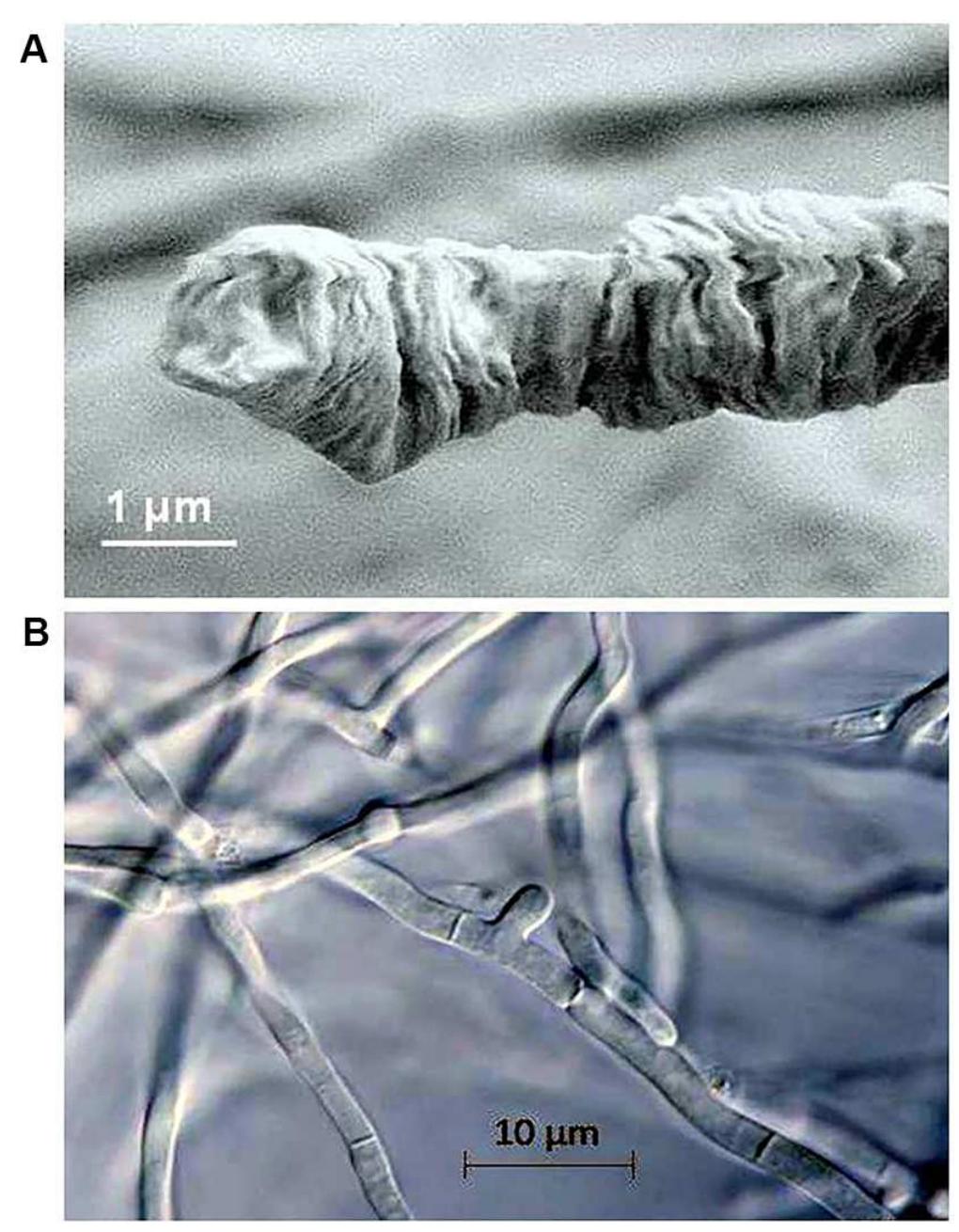 (a) fungal growth in solid-state cultivation. (b) fungal