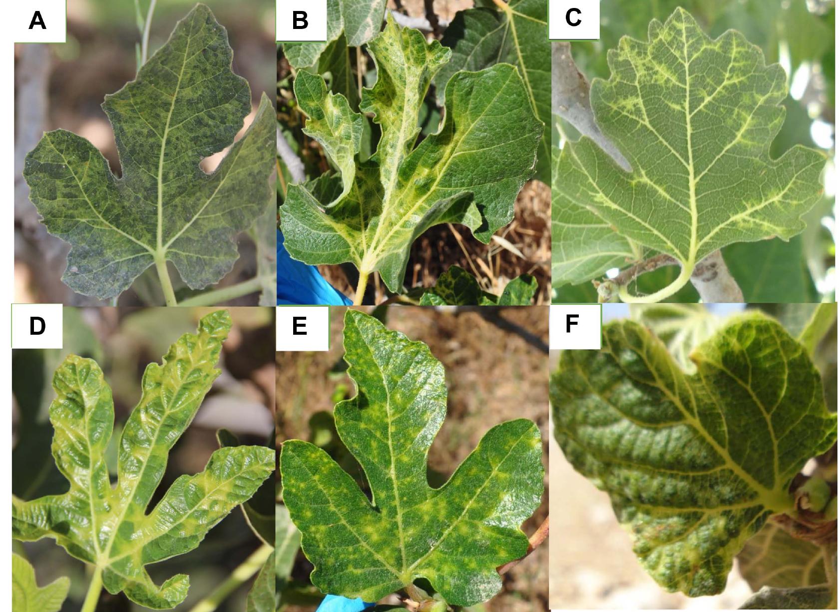 Different types of symptoms of the mosaic disease on leaves