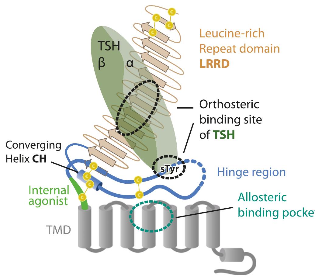 Outline of the tsh-receptor’s nomenclature and topology of