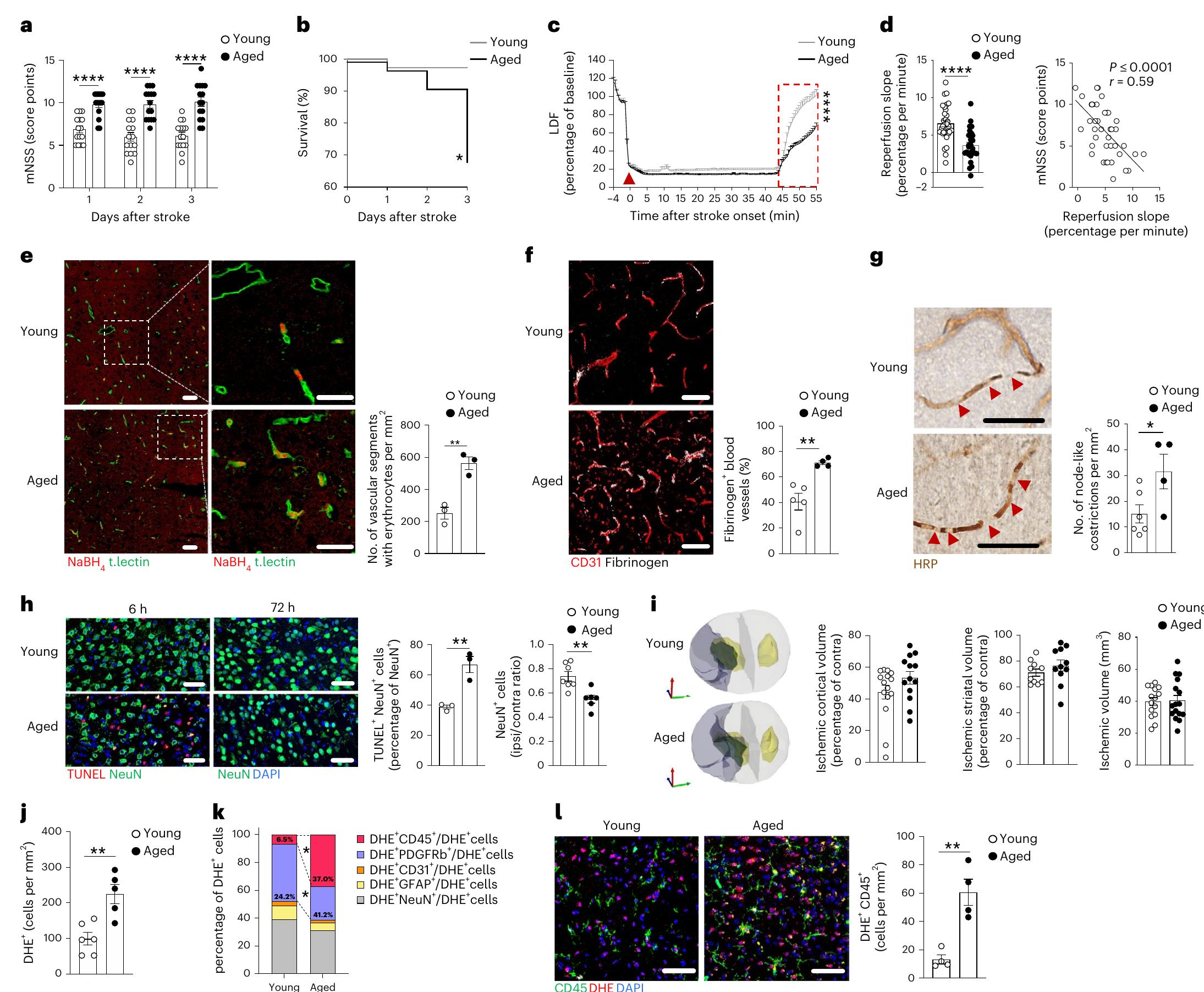 N=4aged mice, *p= 0.0447). h, if images of tunel’ cells