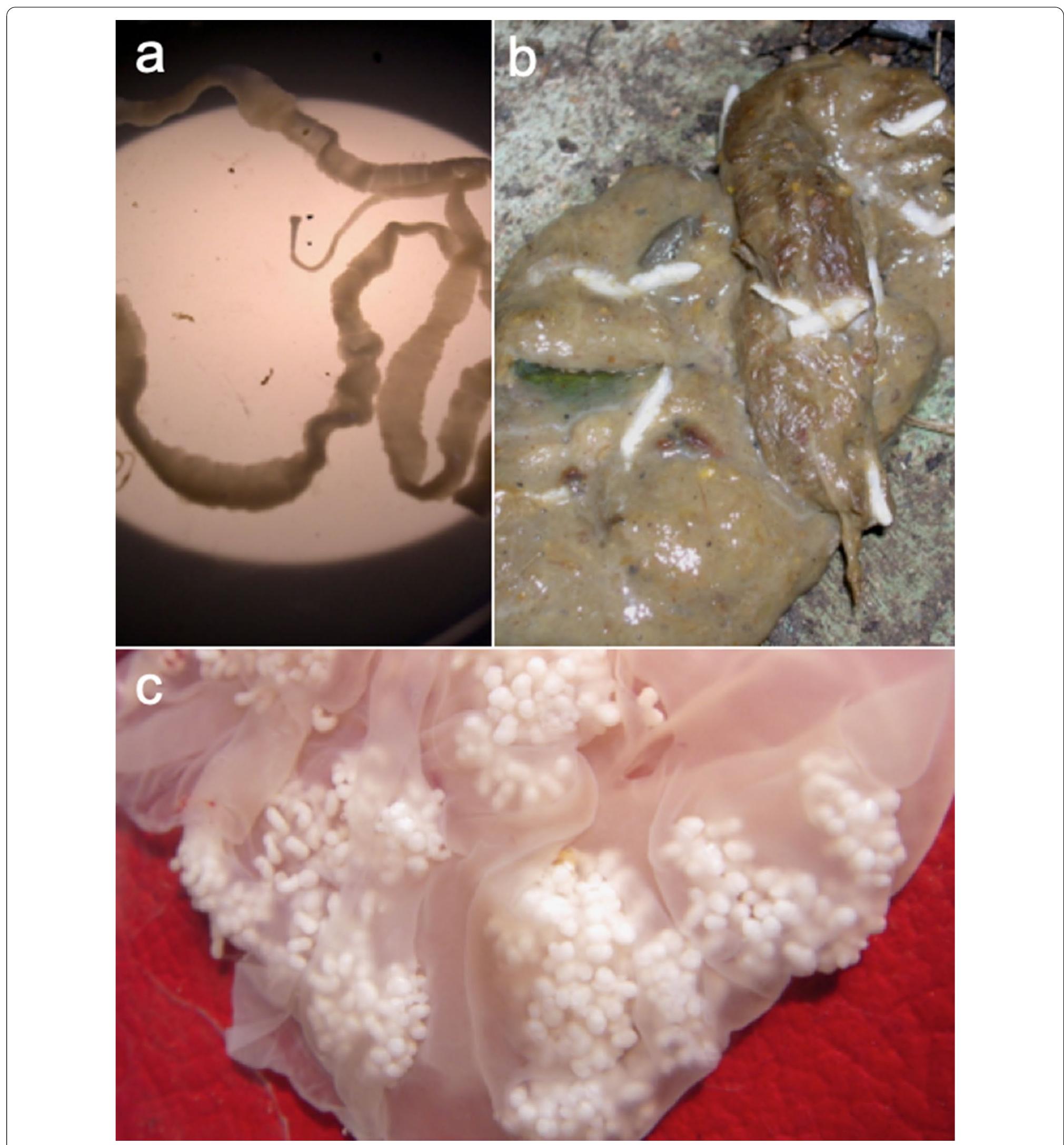 A adult taenia multiceps under light microscopy. b