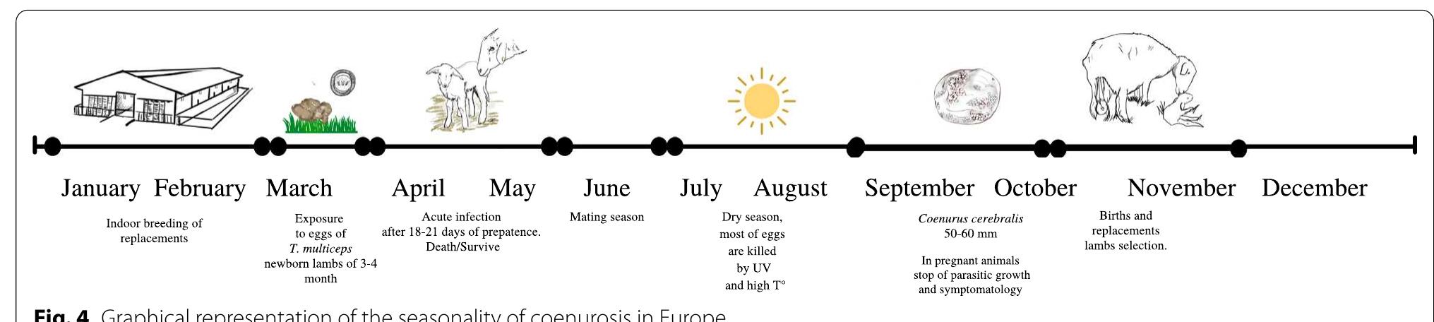 Figure 4 - Taenia multiceps coenurosis: a review