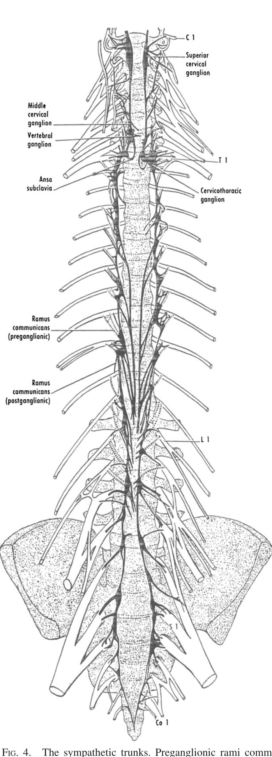 Figure 3 - Surgical Anatomy of the Retroperitoneal Spaces,