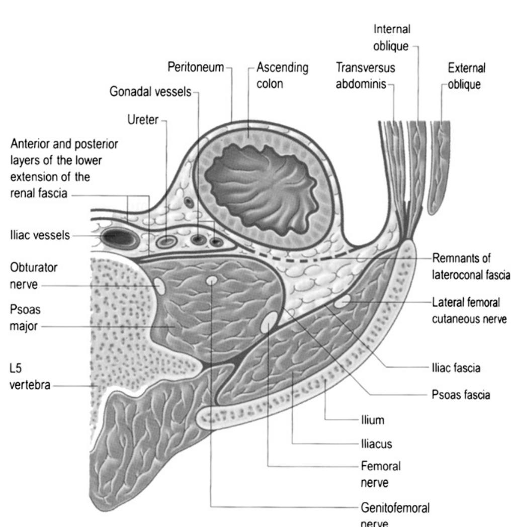 Figure 3 - from Surgical Anatomy of the Retroperitoneal