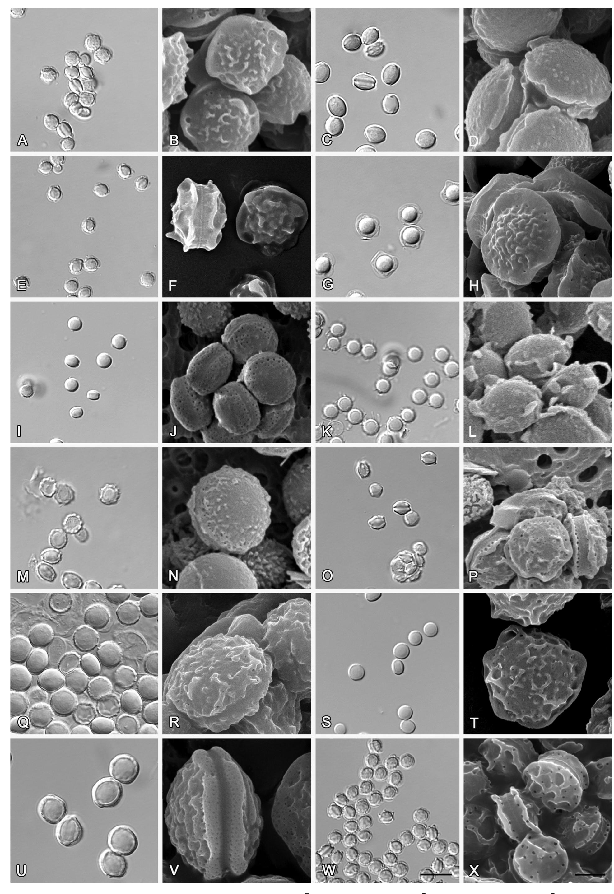 Figure 11 - Polyphasic taxonomy of Aspergillus