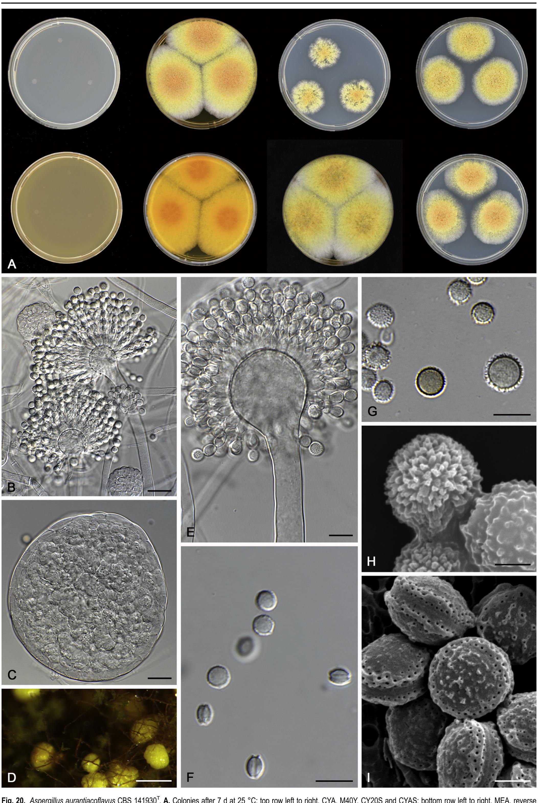 Figure 24 - Polyphasic taxonomy of Aspergillus