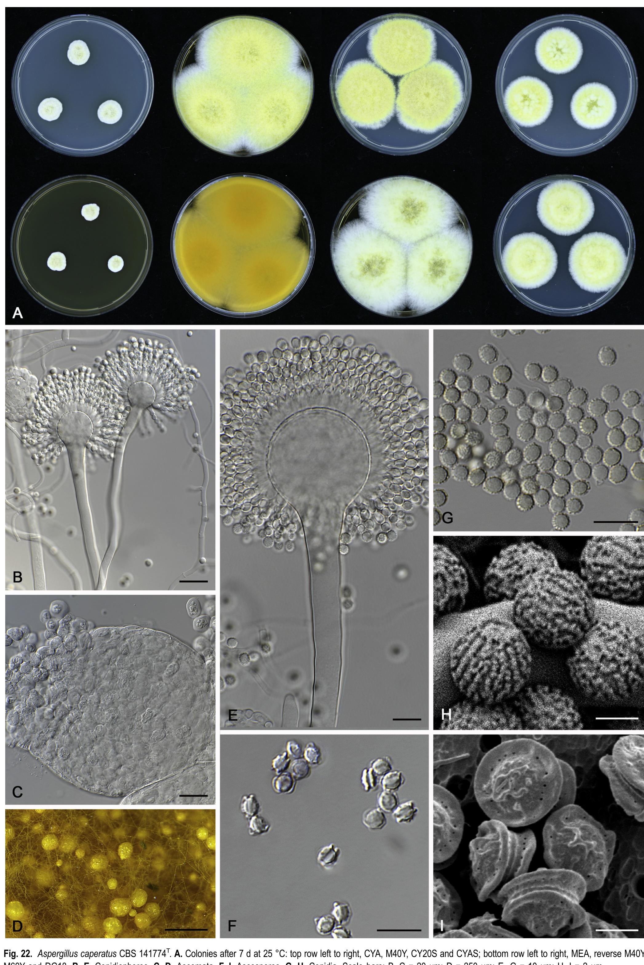 Figure 26 - Polyphasic taxonomy of Aspergillus