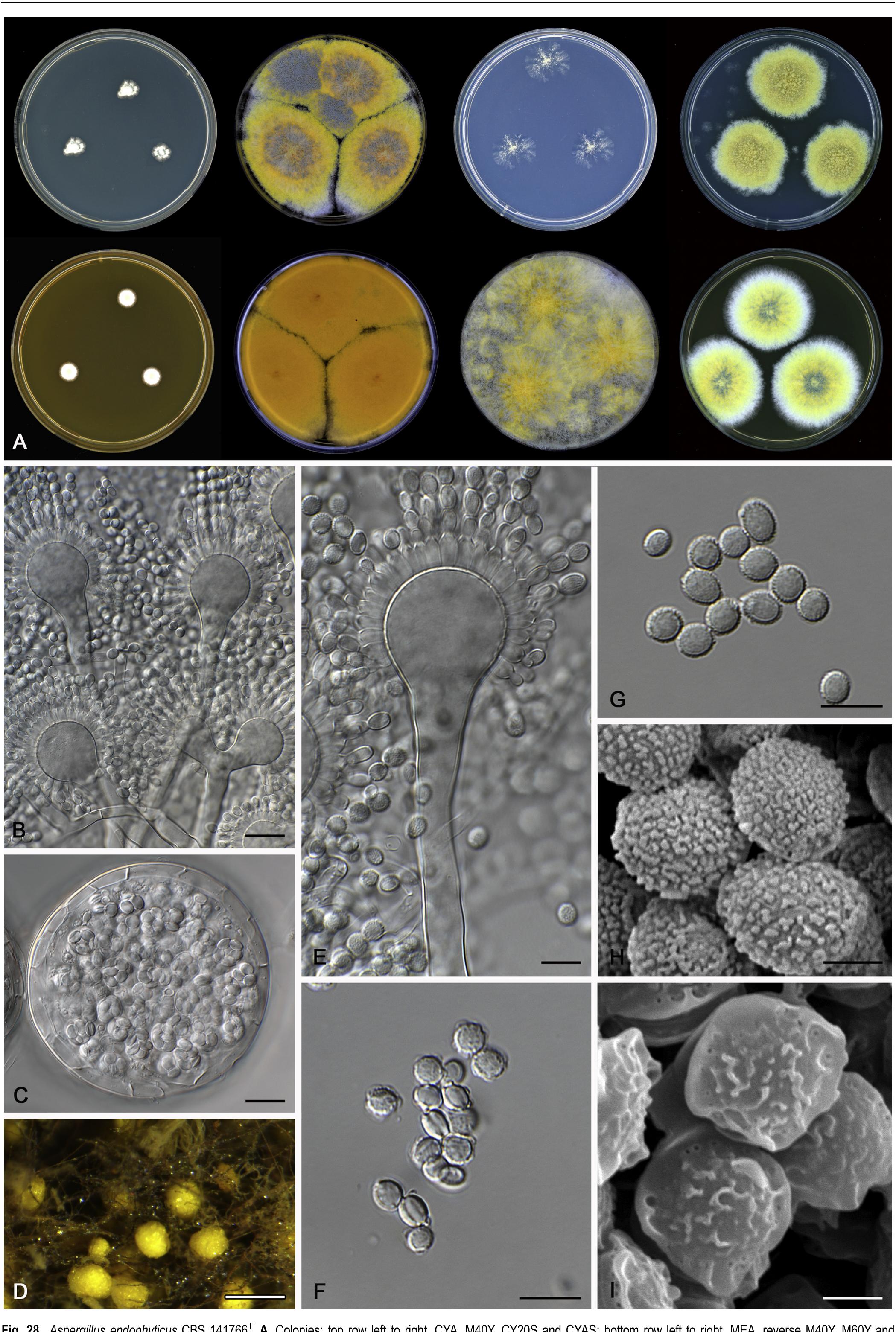 Figure 32 - Polyphasic taxonomy of Aspergillus