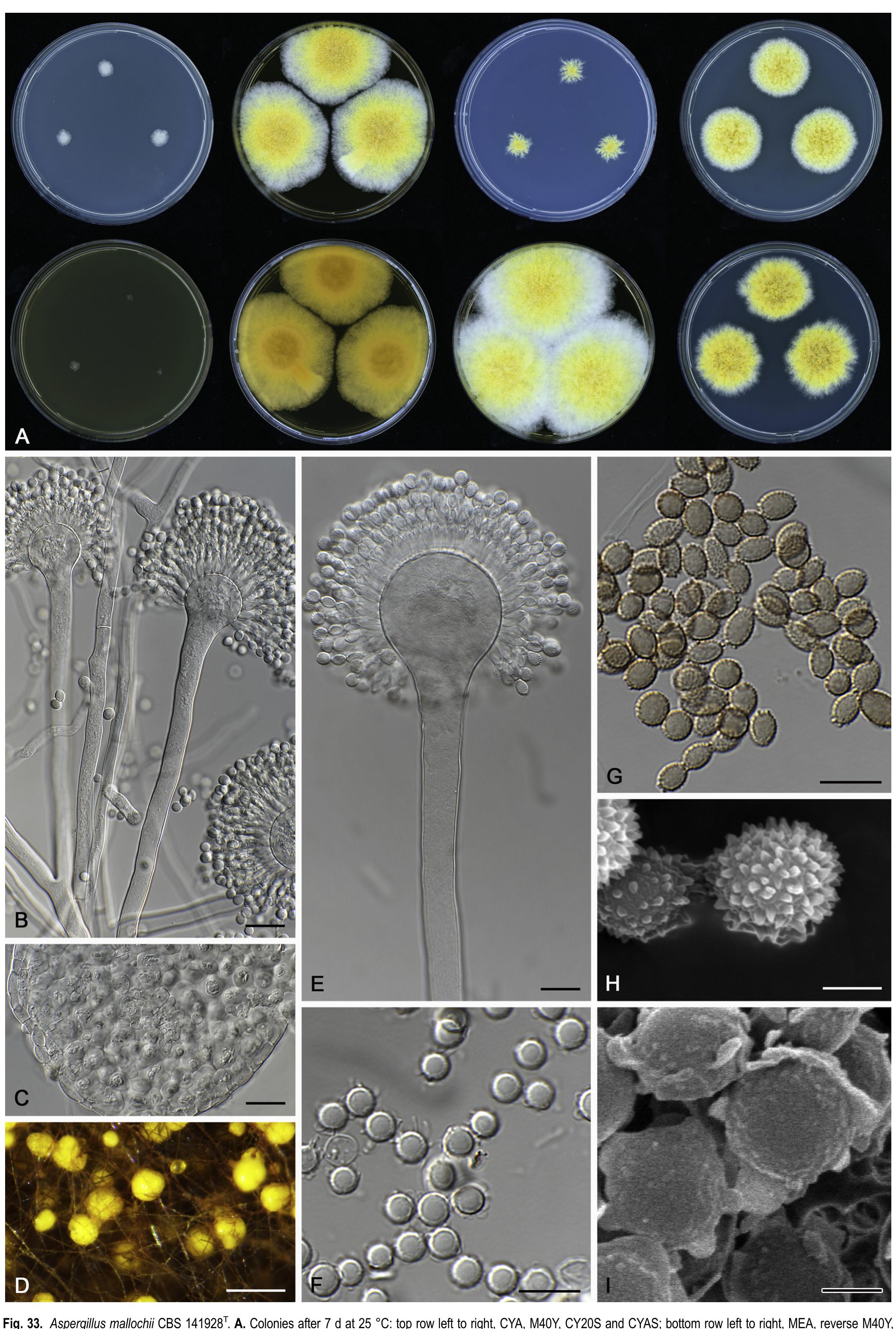 Figure 37 - Polyphasic taxonomy of Aspergillus