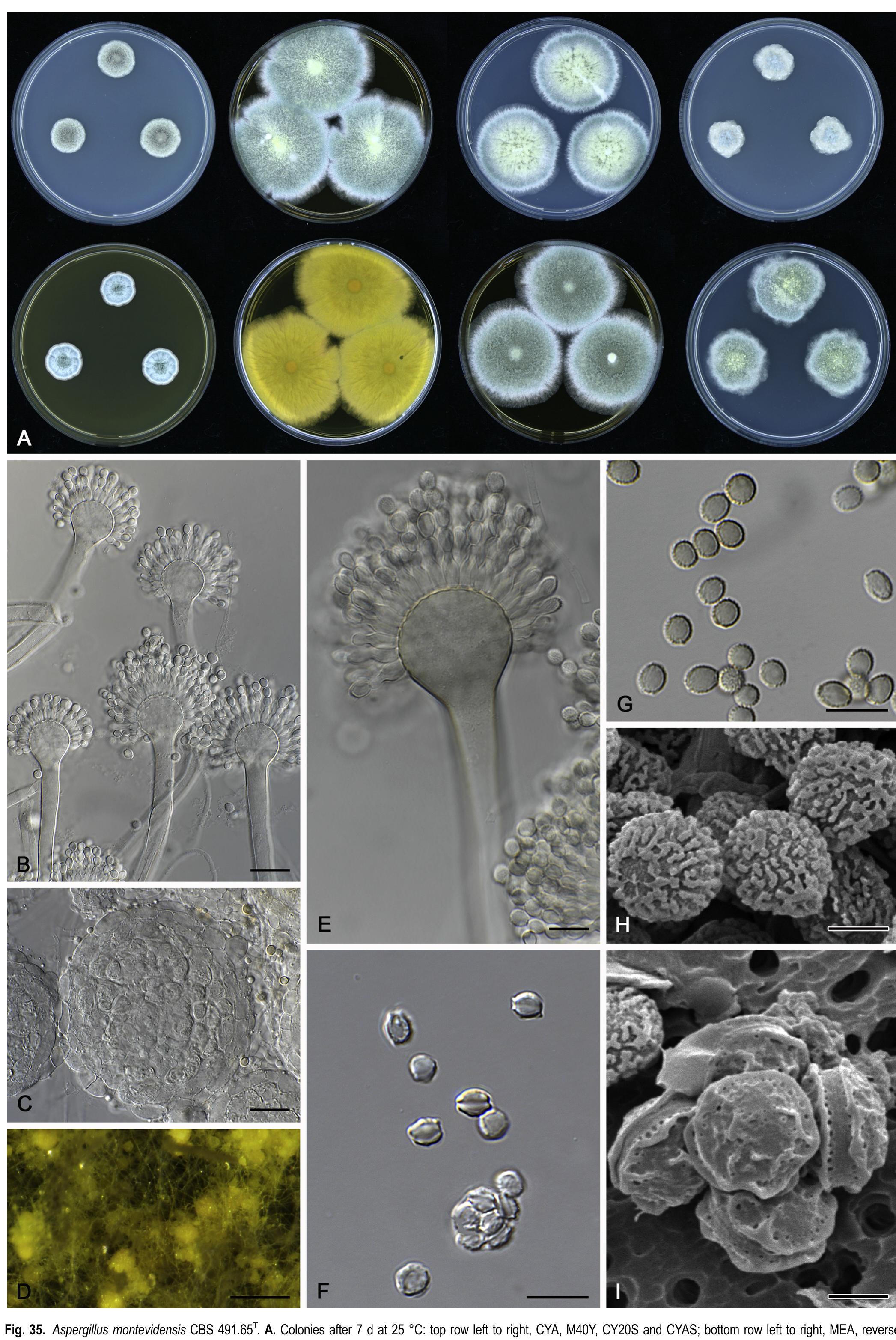 Figure 39 - Polyphasic taxonomy of Aspergillus
