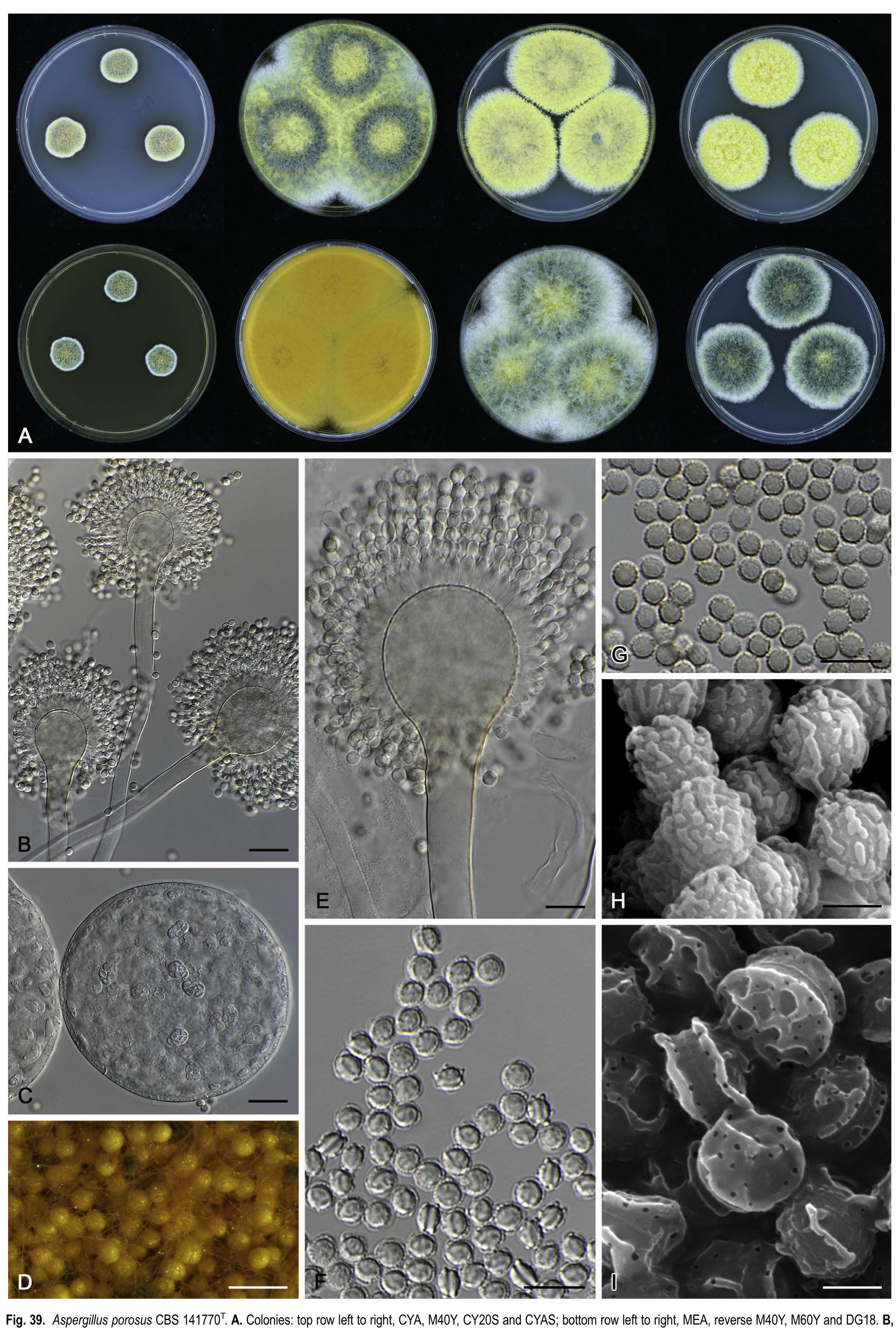 Figure 43 - Polyphasic taxonomy of Aspergillus