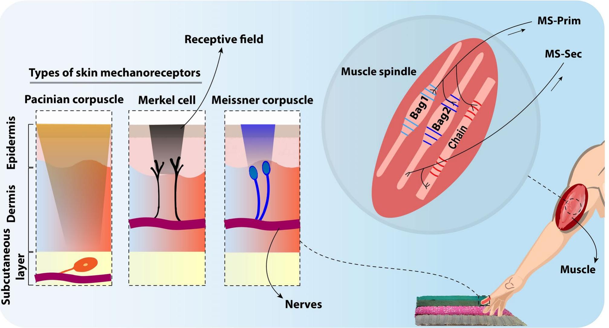 The schematic of the biological sensory system. left,