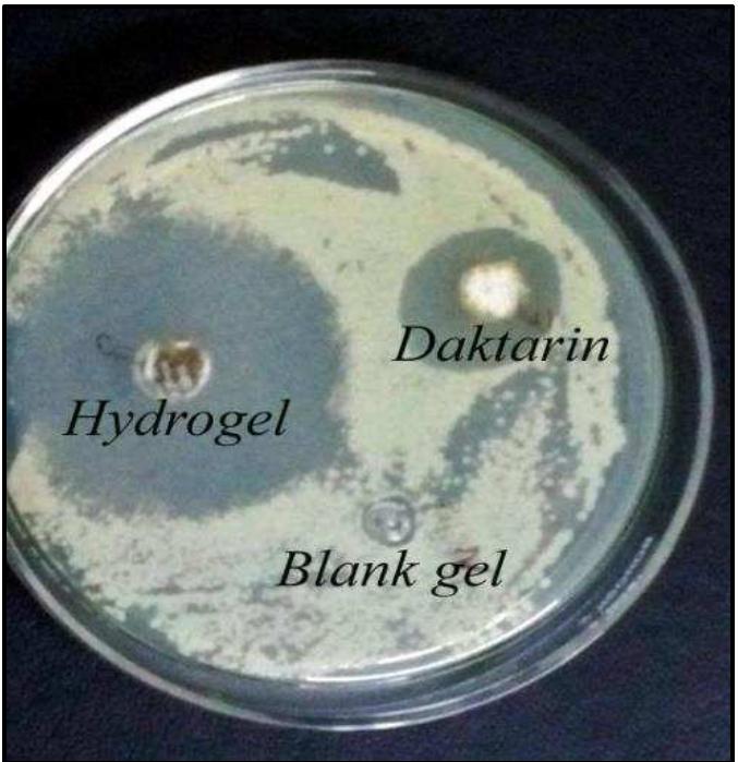 Antifungal activity evaluation of herbal gel, renicol and