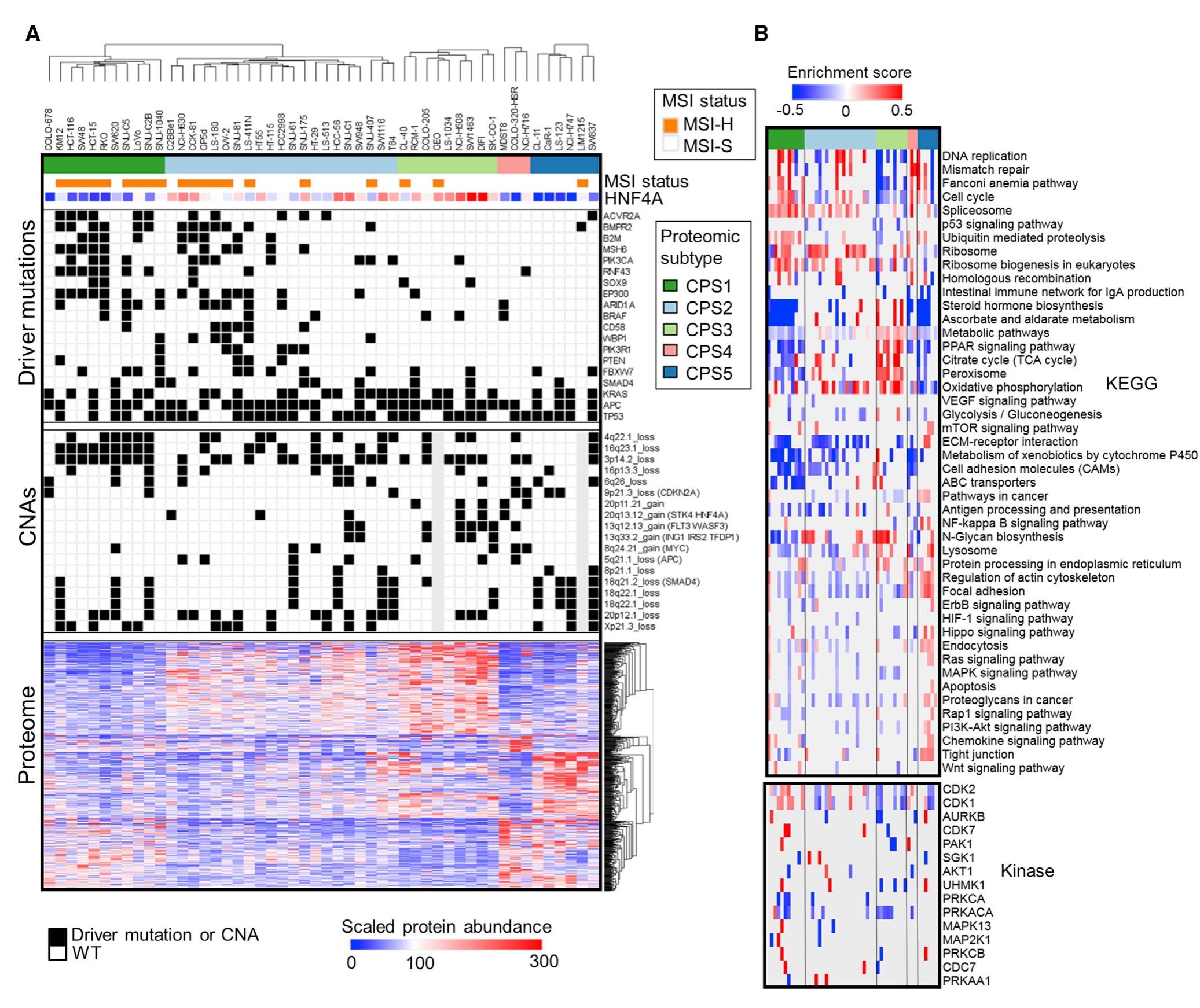 Proteomics subtypes of colorectal cancer cell lines and