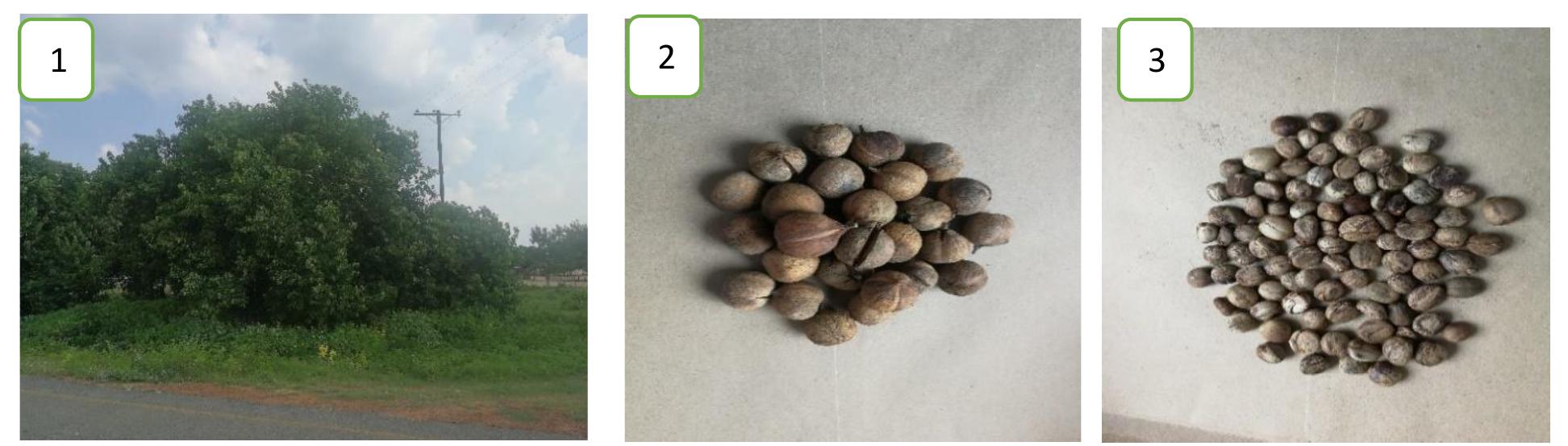 Figure 2 - Evaluation of two Non-Edible, Wild Indigenous