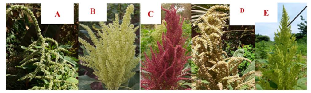 Colors and types of inflorescences in amaranth. at the