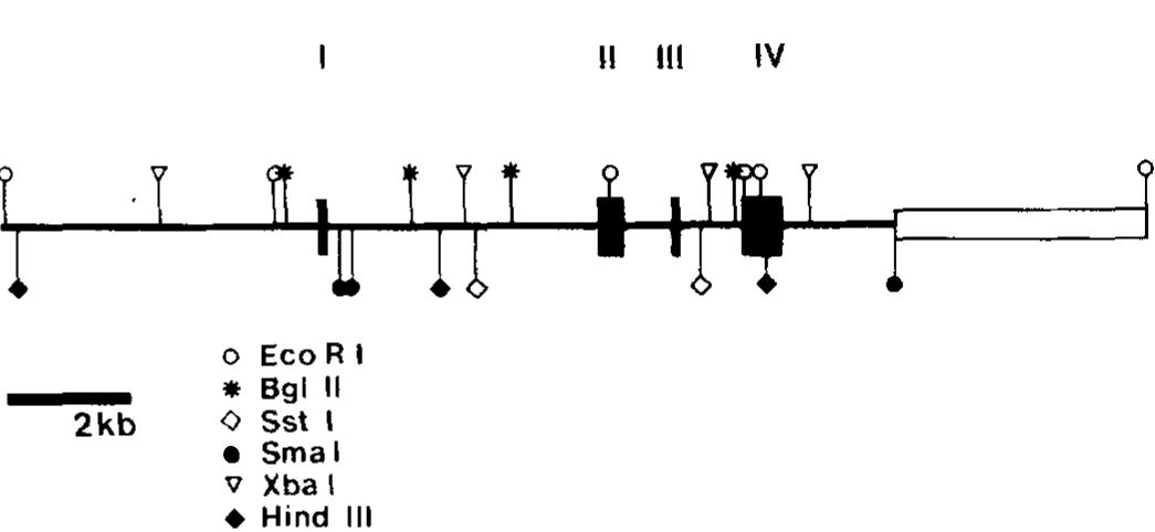 Restriction map of the subclone p@2m13. the four exons are