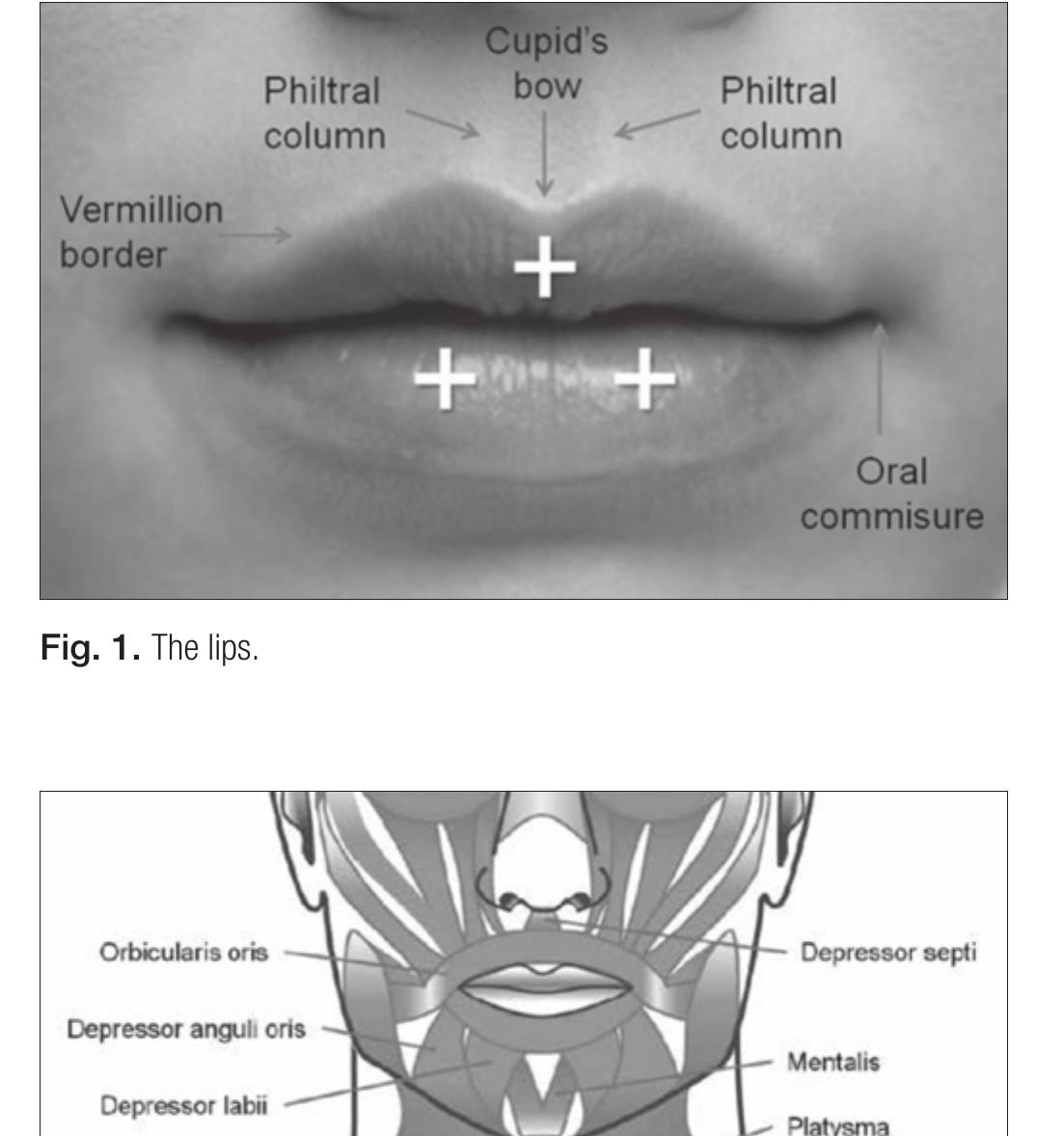 The upper lip extends from the base of the nose superiorly