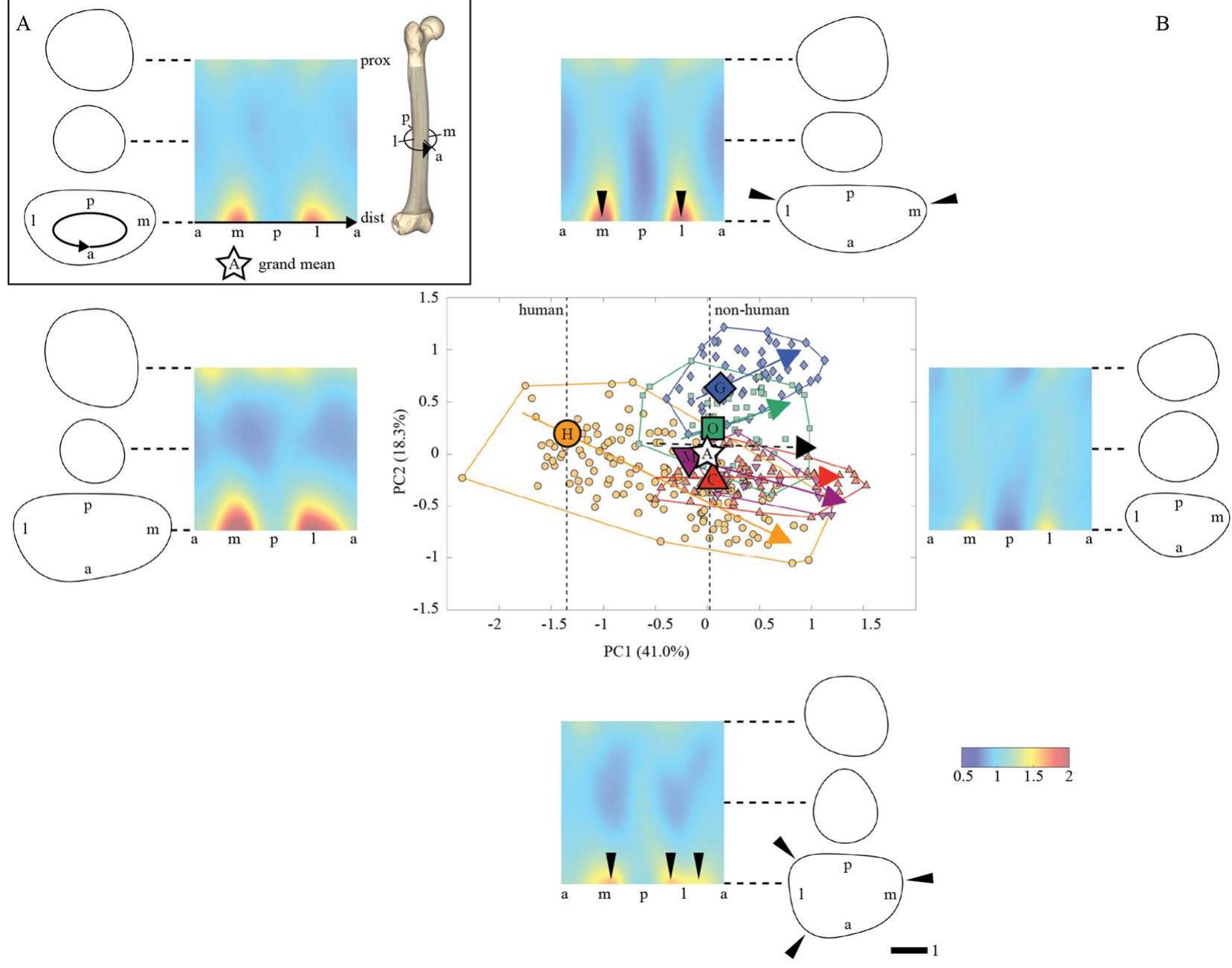 Femoral diaphyseal shape variation in ontogenetic series of