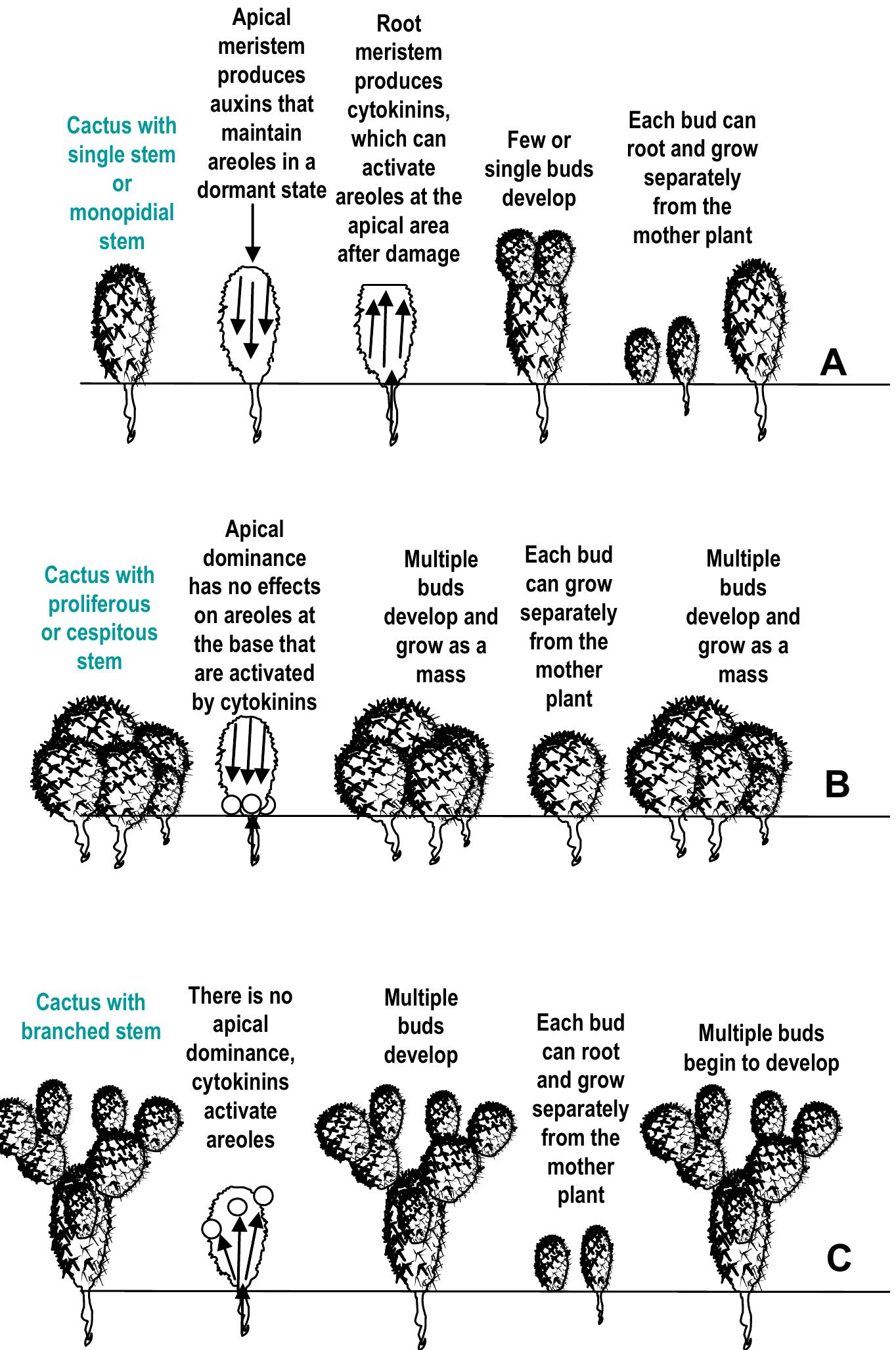 (PDF) Micropropagation of Cactus Plants (Cactaceae)