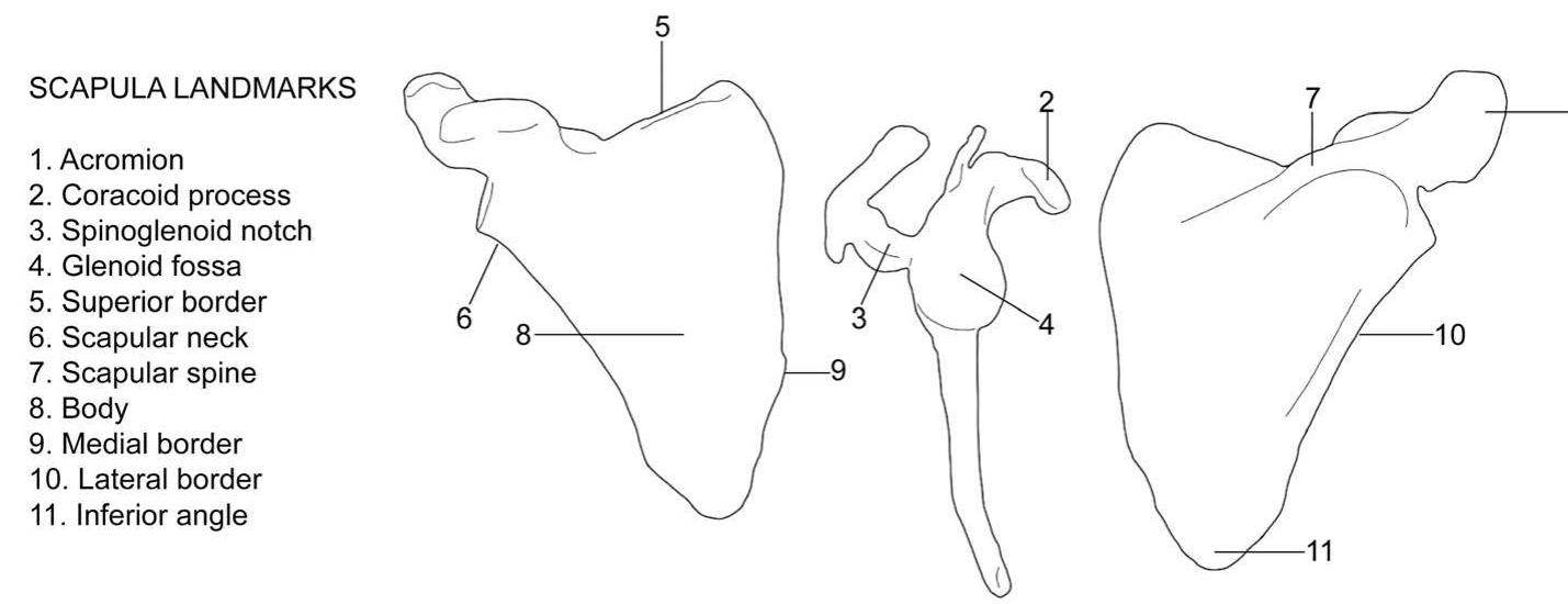 Right scapula, anterior (left), lateral (middle) and