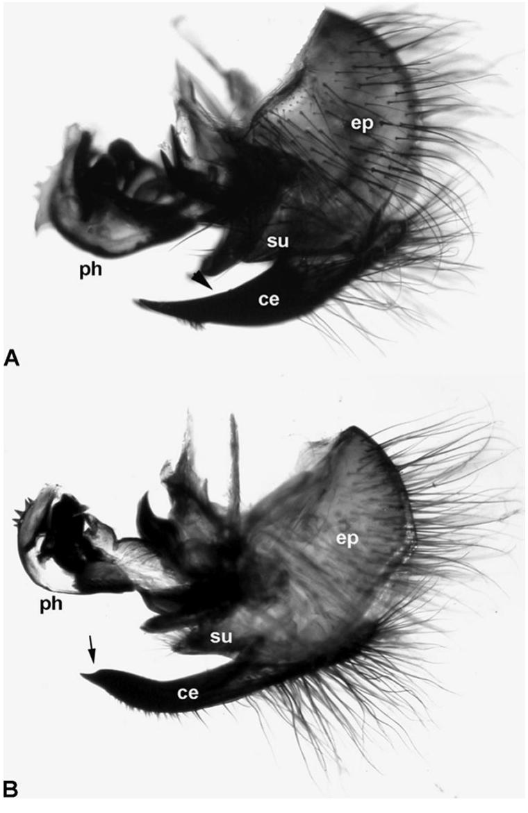Light micrographs of the male terminalia. (a) lateral view